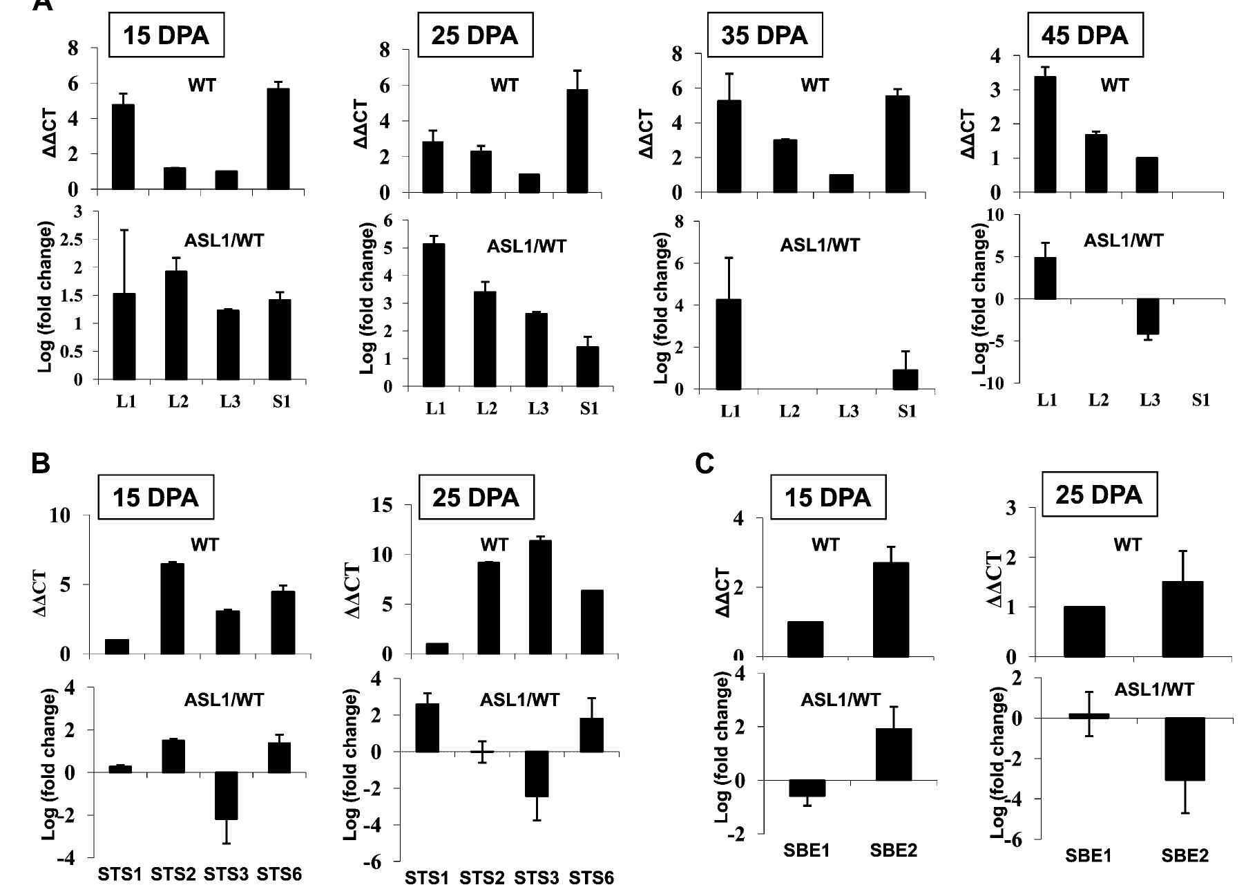 Expression profile of s/agpase genes in wild-type and asl1