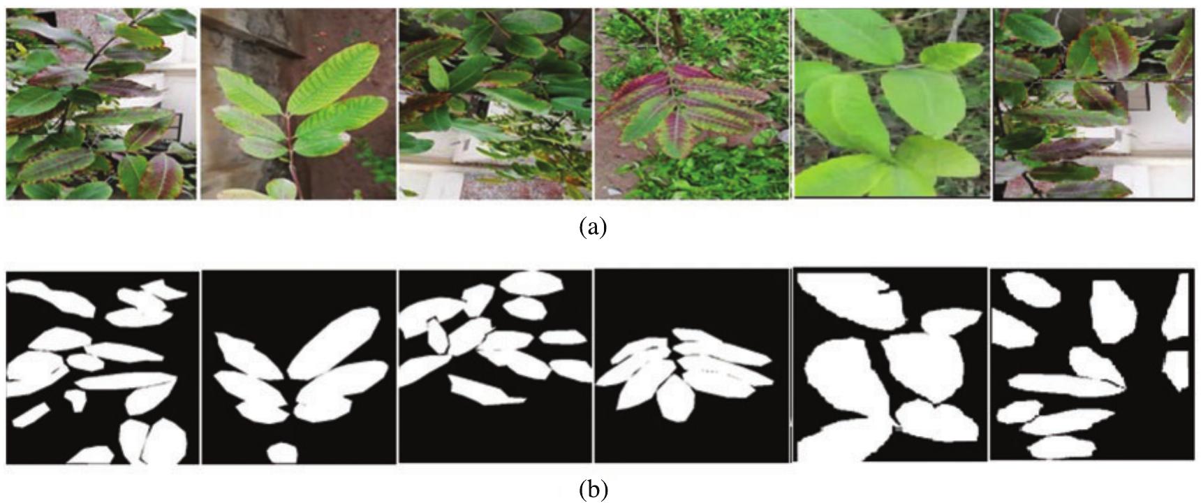 (a) examples of guava leaf images and (b) examples of guava
