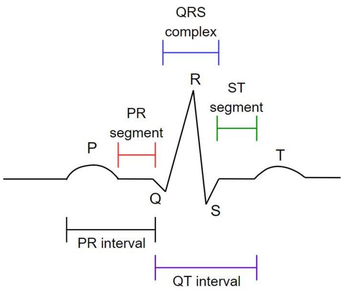 The p, qrs, and t waves in a single cycle of a standard ecg