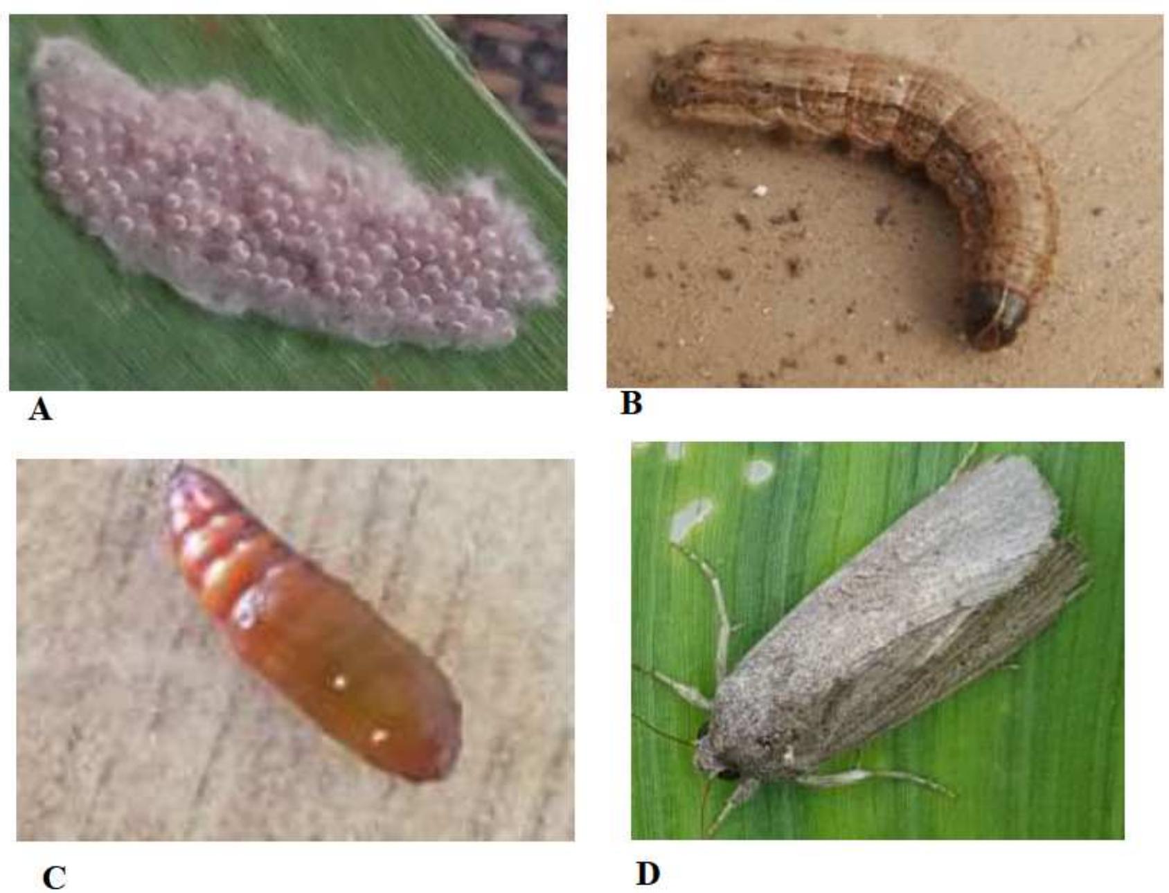 1. life cycle stages of the faw: note a: egg-mass, eggs