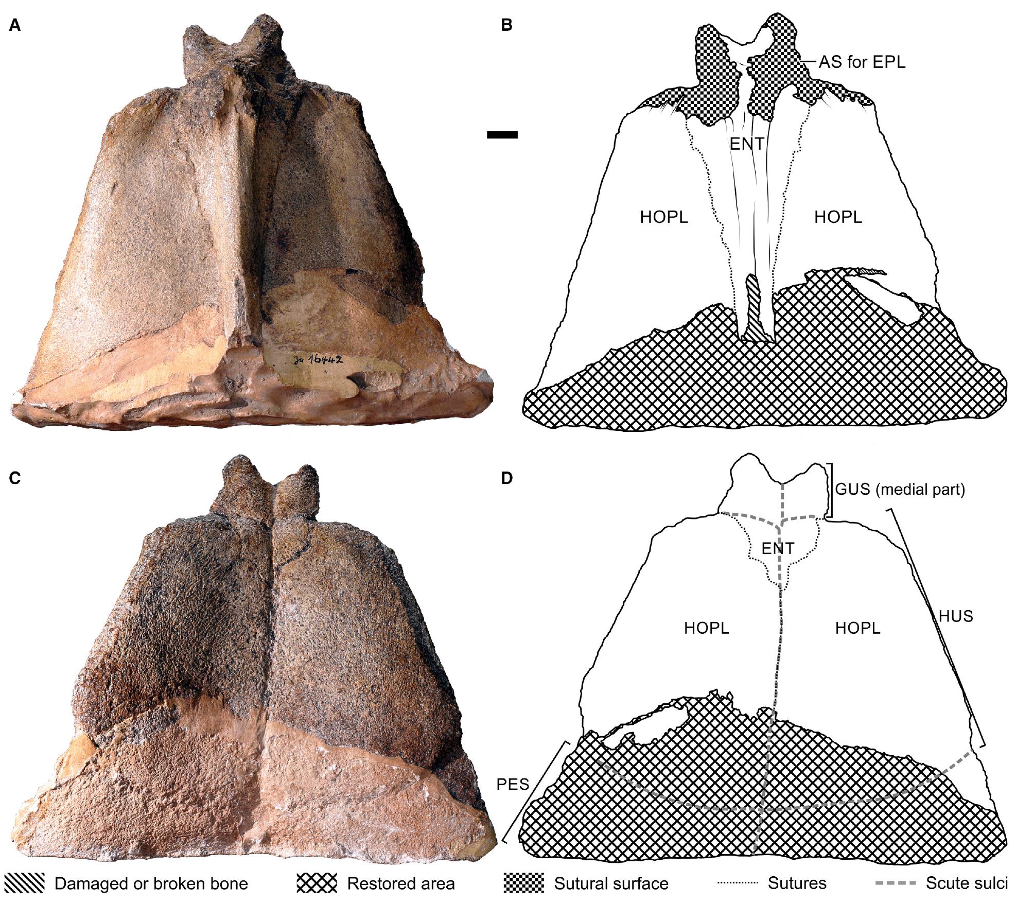 Proterochersis robusta, smns 16442. anterior plastral lobe