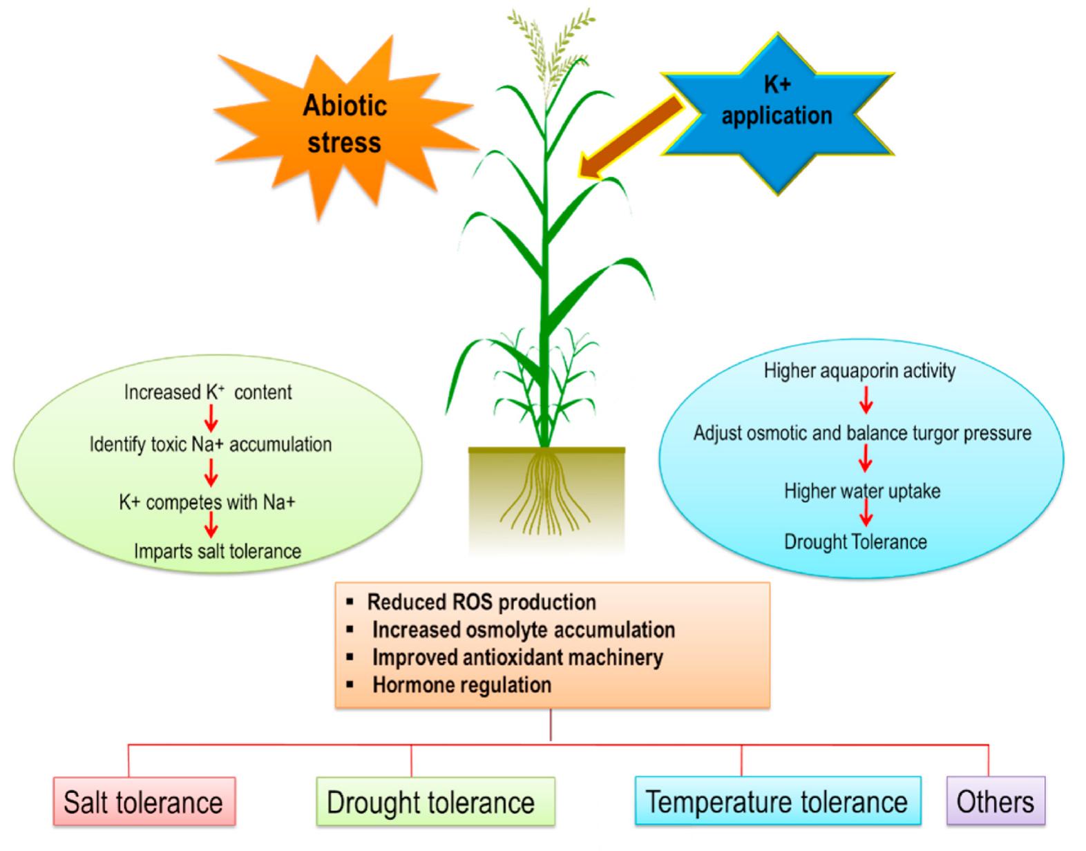 (PDF) Potassium in plants: Growth regulation, signaling, and ...