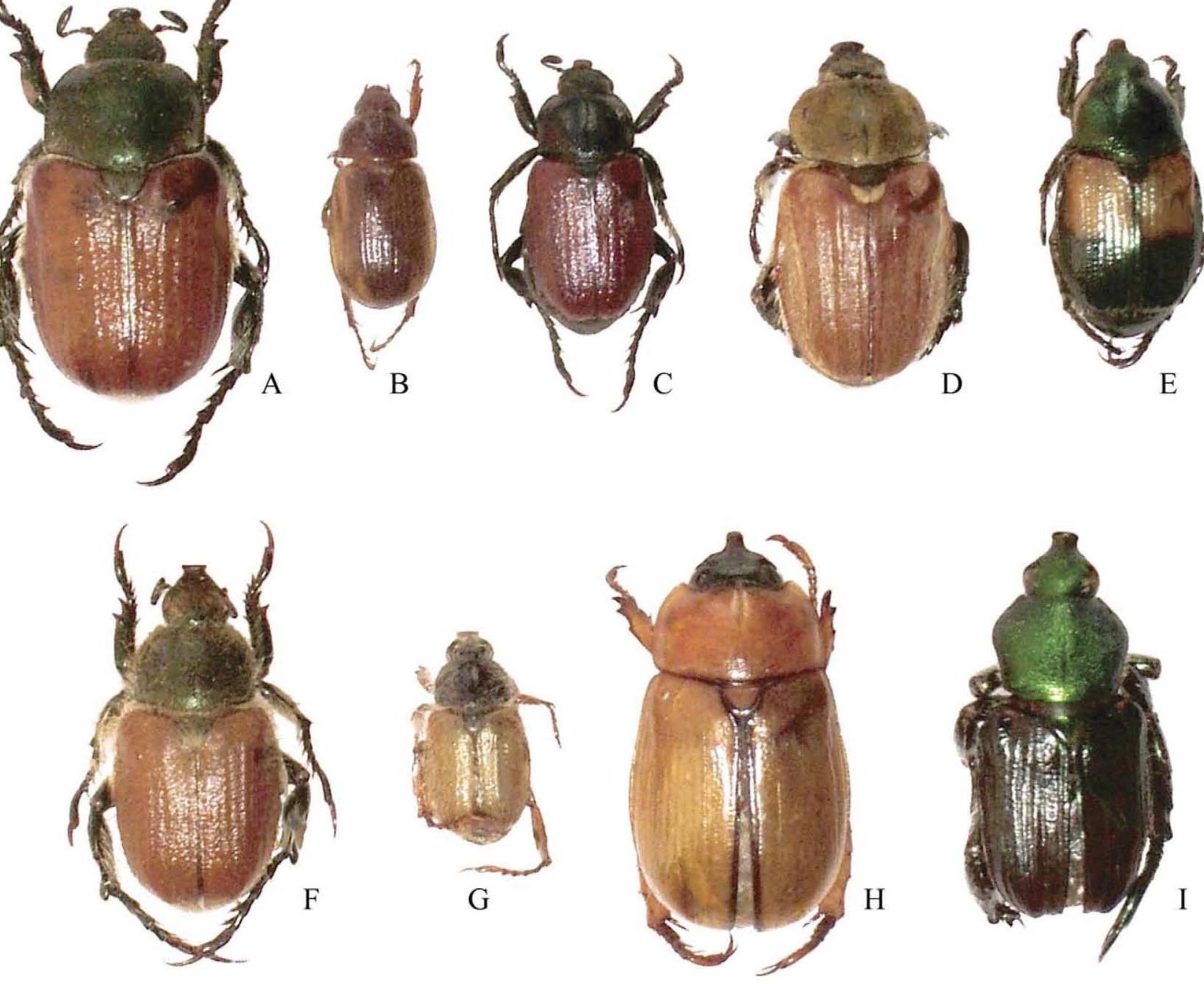 Exemplar species of anisopliina: a, anisoplia agricola; b,