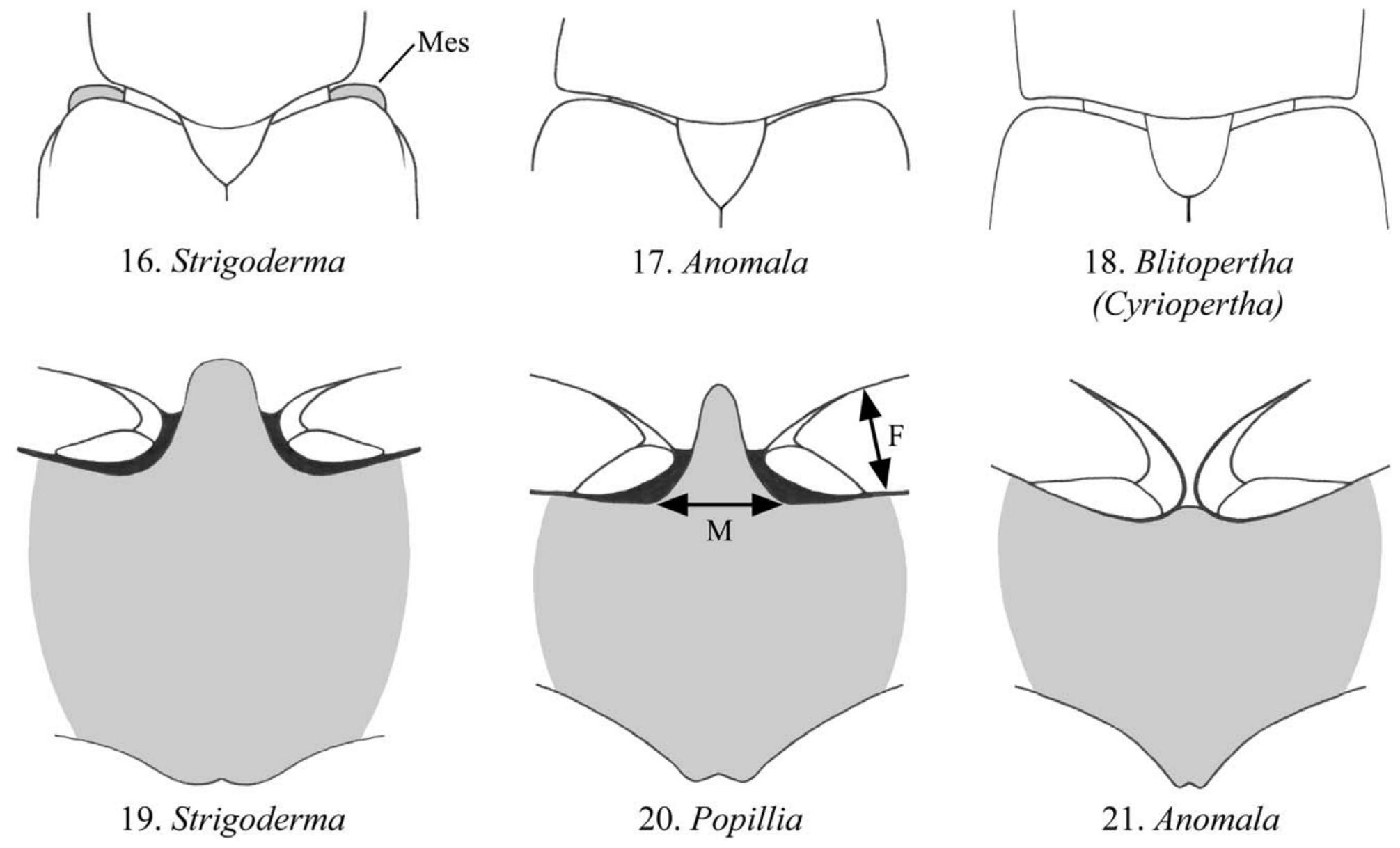 S 16—21. thoracic characters. base of pronotum and base of