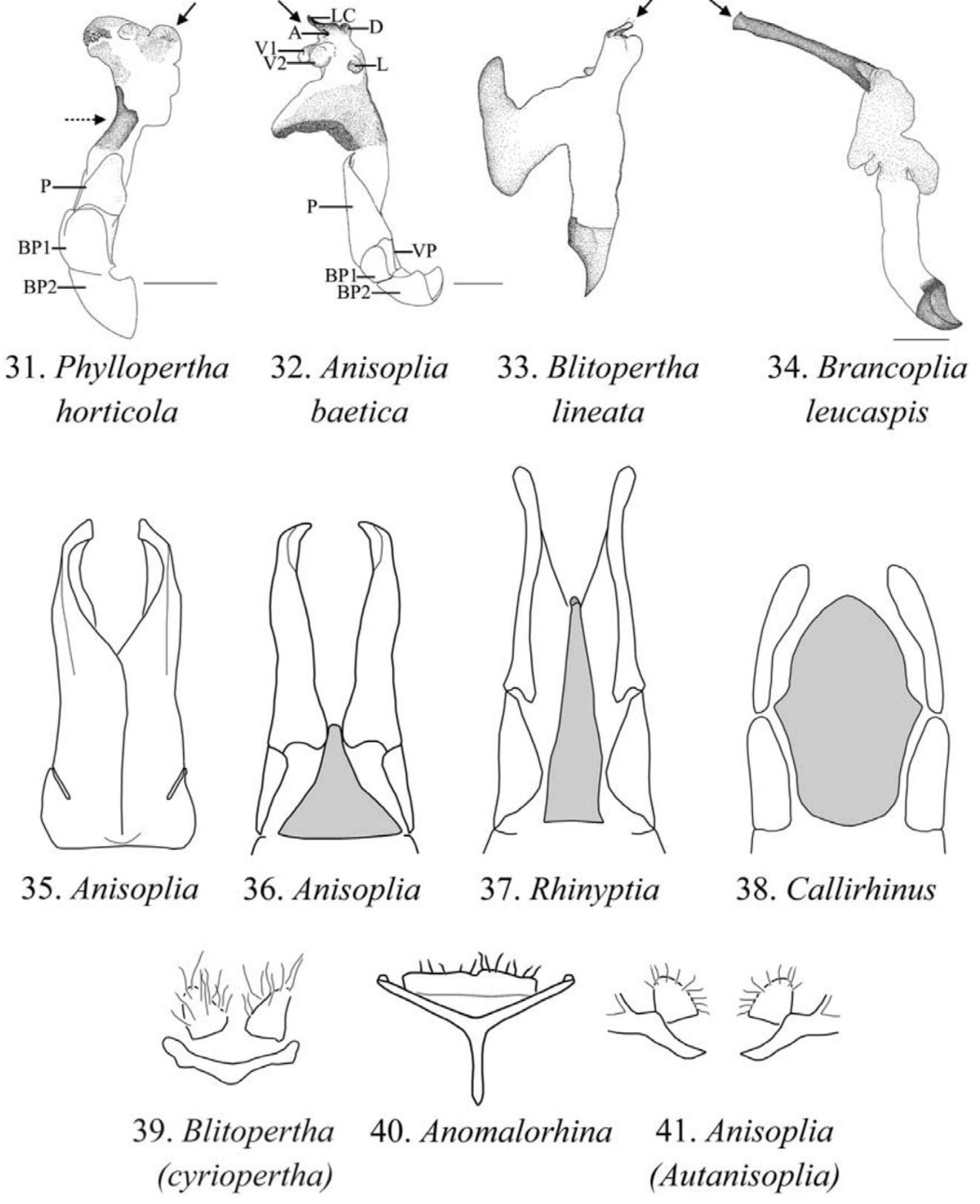 S 31-41. characters of the male genitalia. internal sac and