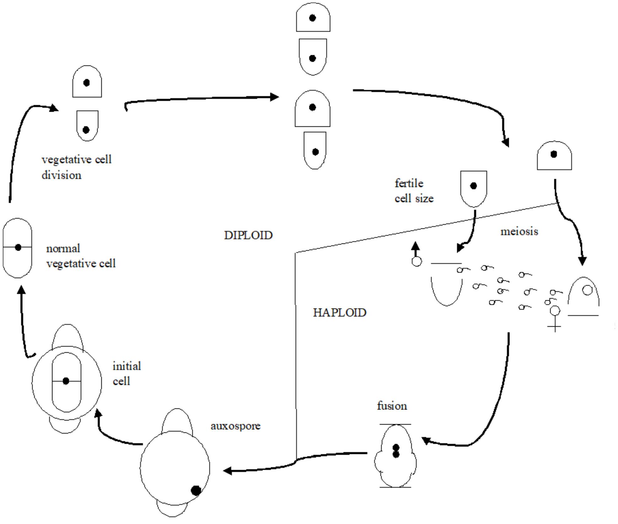 Life cycle of diatom®@ -zygote,e -nucleus, © -pycnotic
