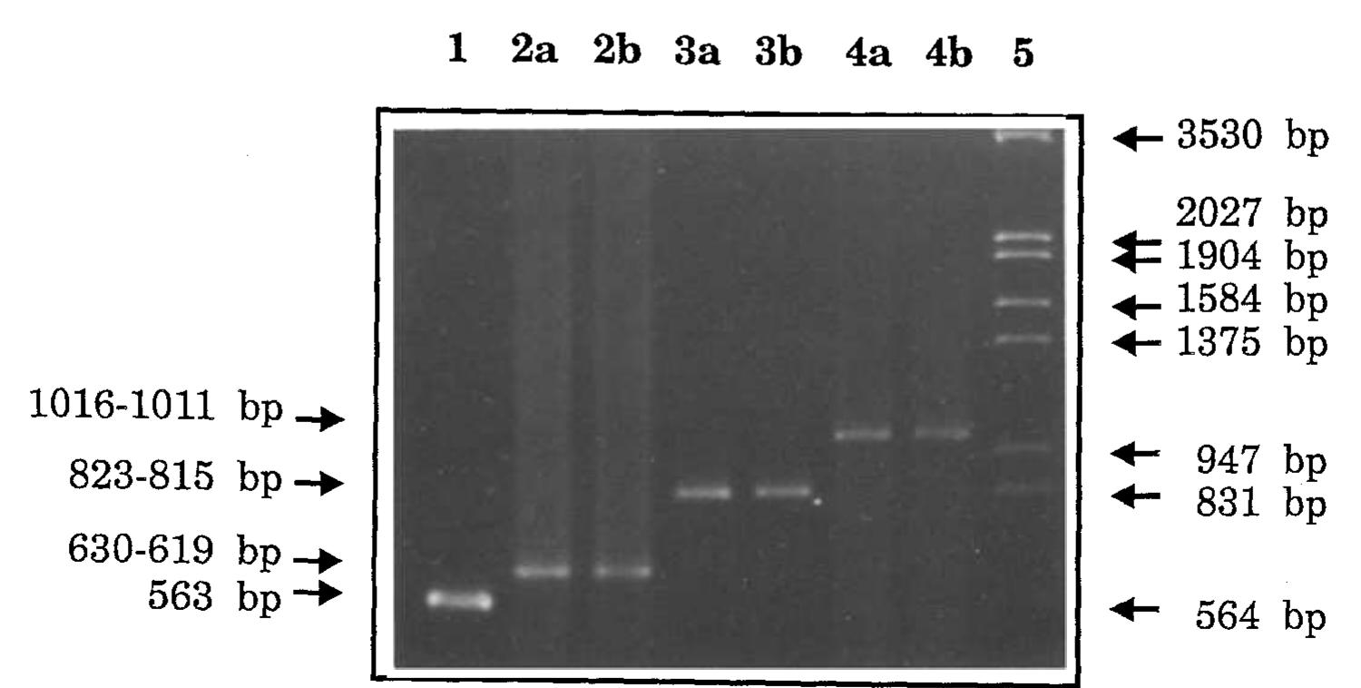 , pcr amplification of the coi-coii mtdna region provides