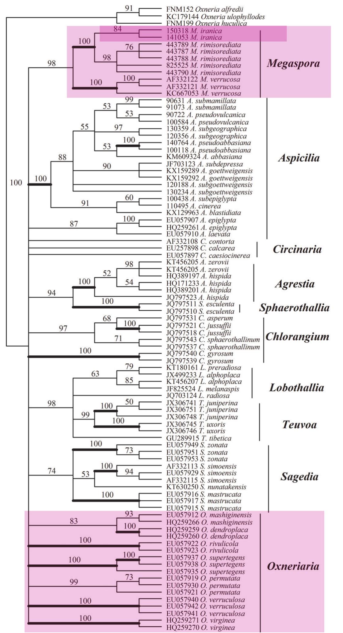 Phylogenetic tree of the members of the megasporaceae based