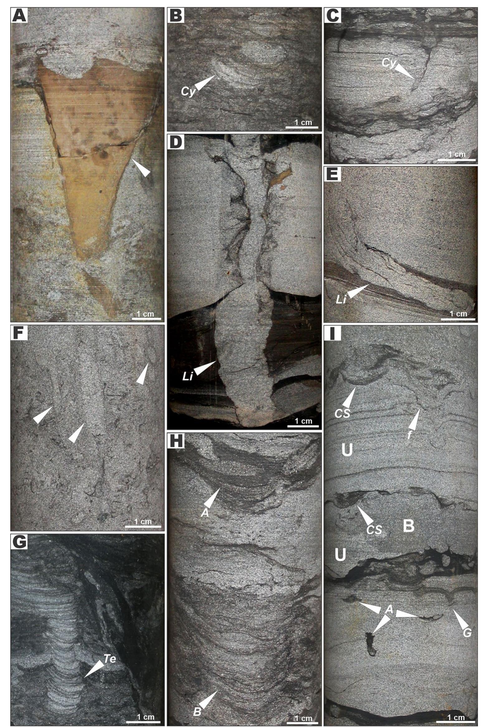 Figure 11 - Sedimentary deposits and bioturbation in an
