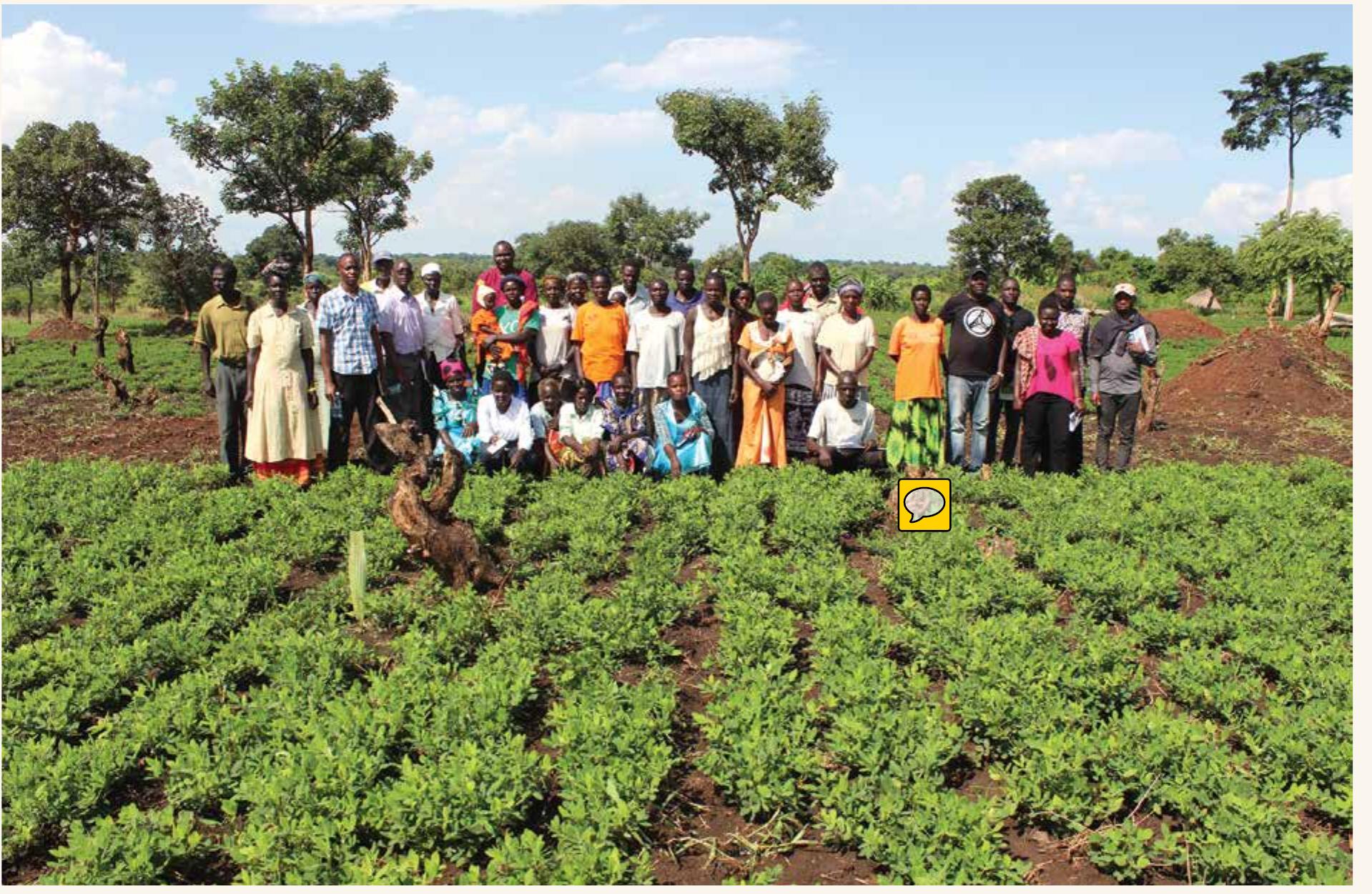 Developing a sustainable legume seed sector requires a