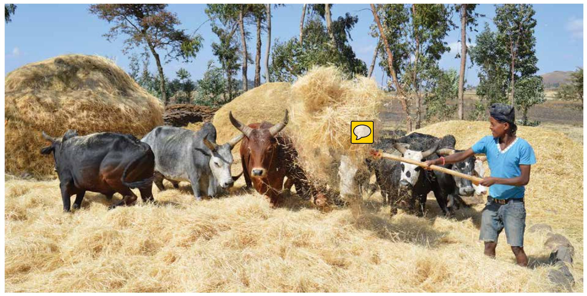 N east africa some extensively used cropping system: include