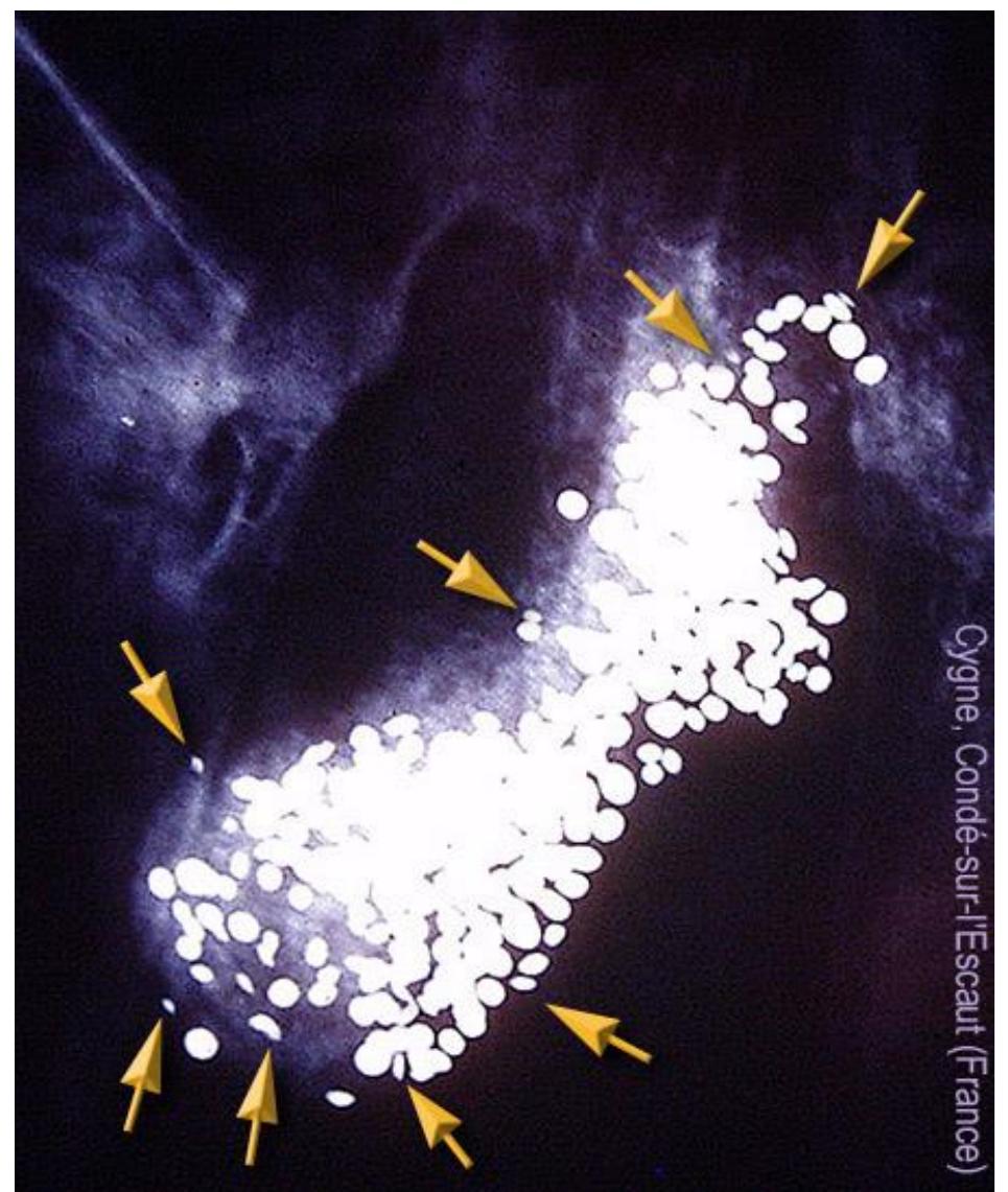 (PDF) Lead: properties, history, and applications