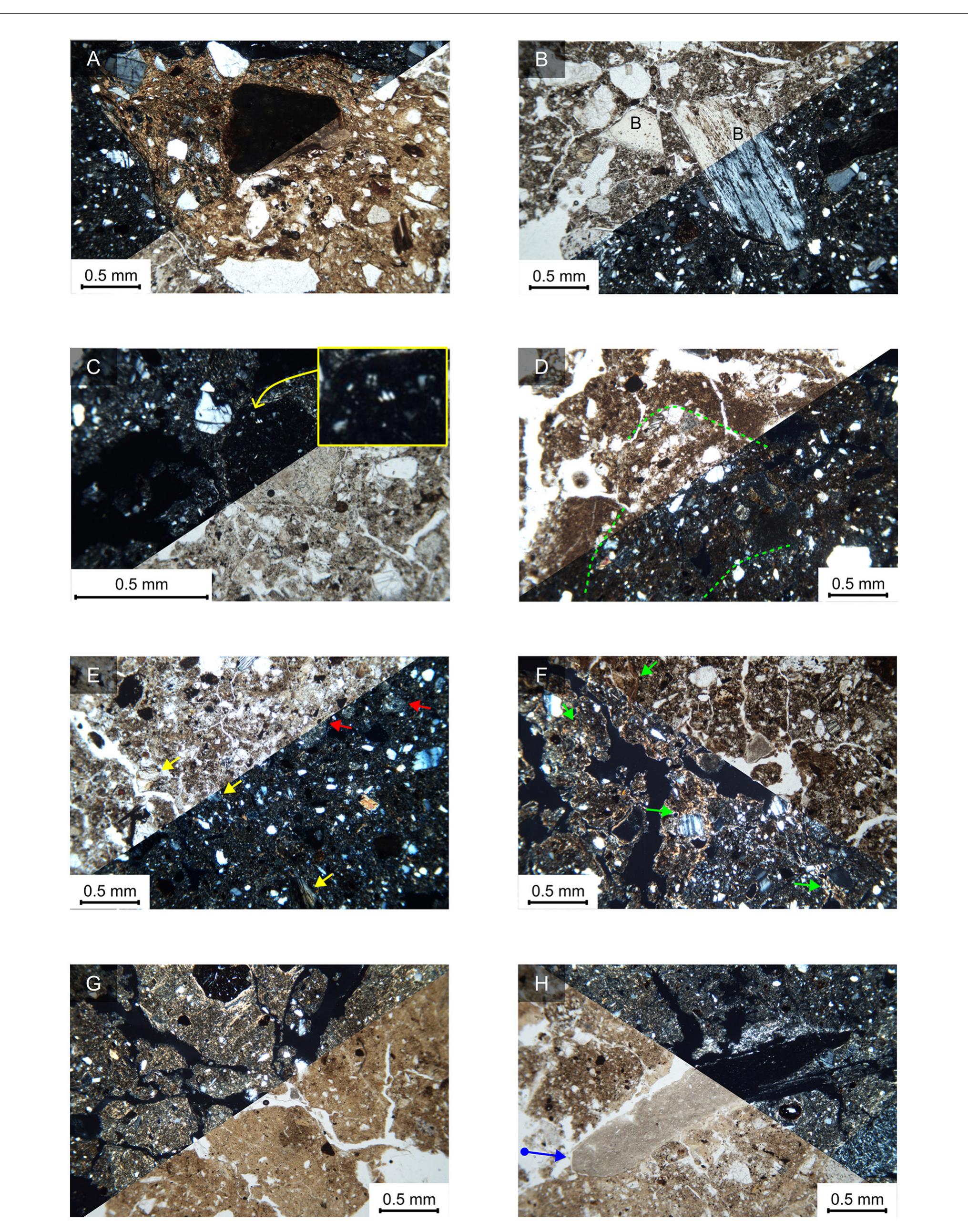 Microphotographs of the sedimentary units from areas 19 and