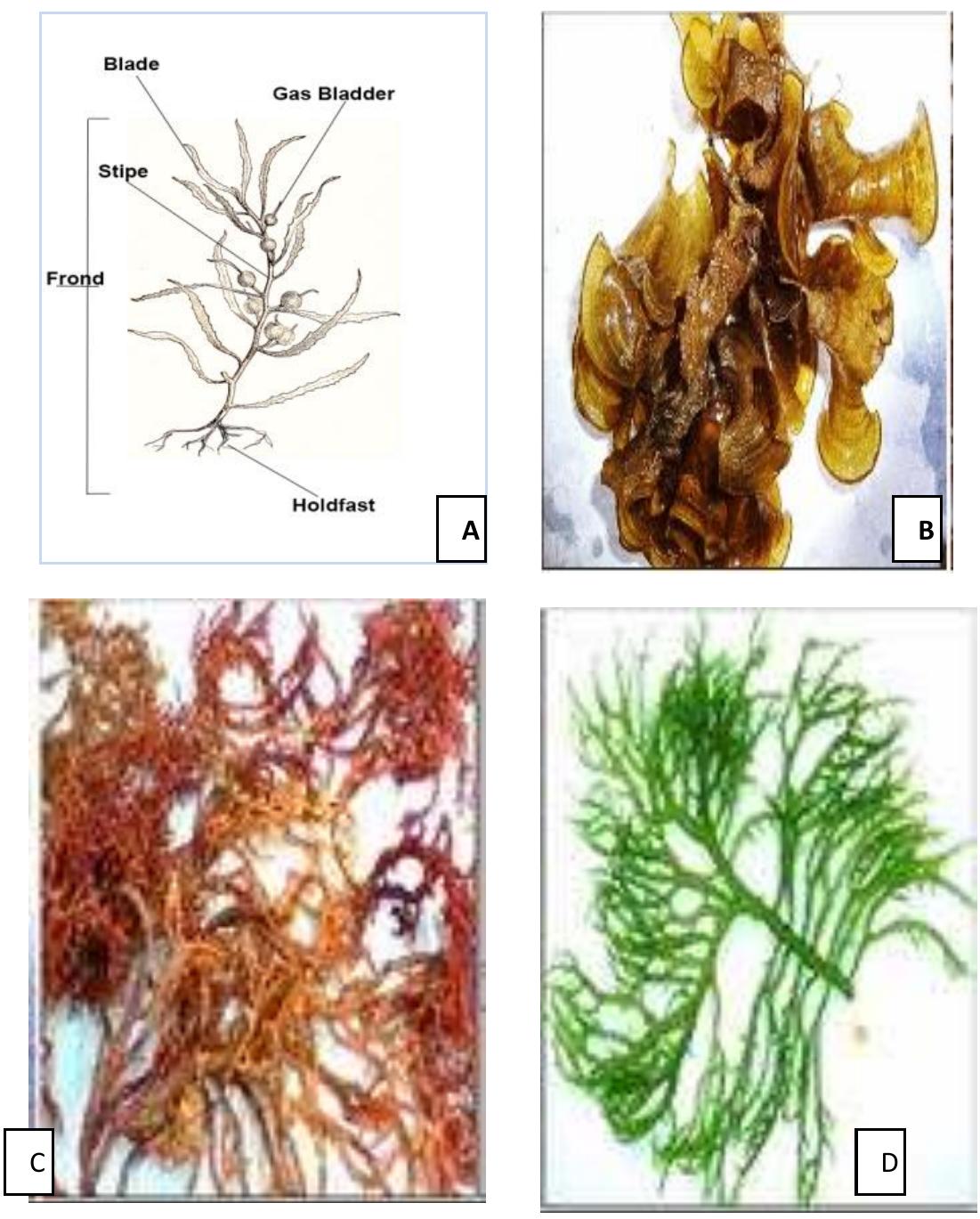 Different type of seaweeds; (a) typical seaweed structures,
