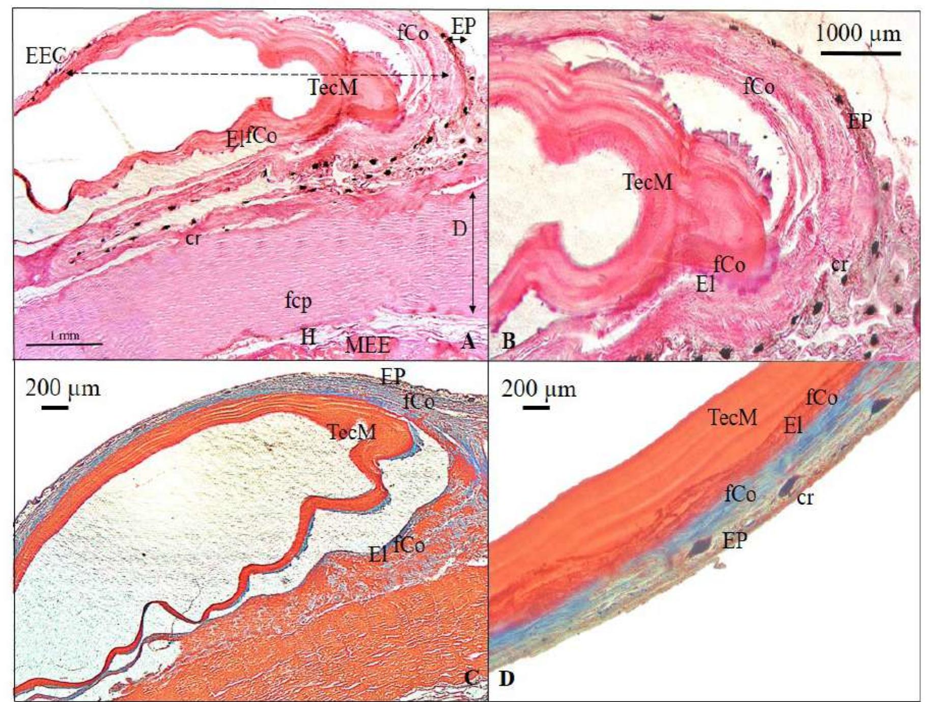 Photomicrograph of tilapia skin and appendage: scale. in a,