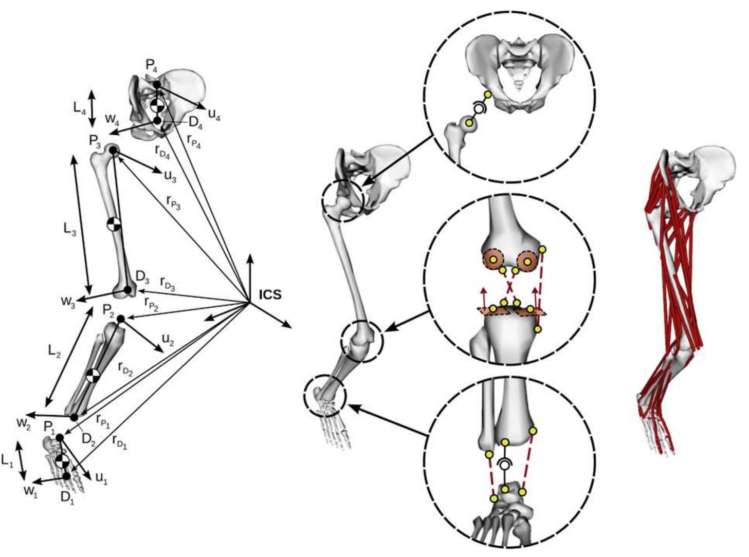 3d lower limb musculo-skeletal model: segment parameters