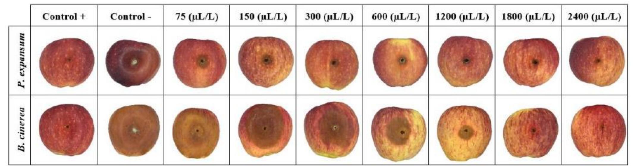 Botrytis cinerea and penicillium expansum lesions on
