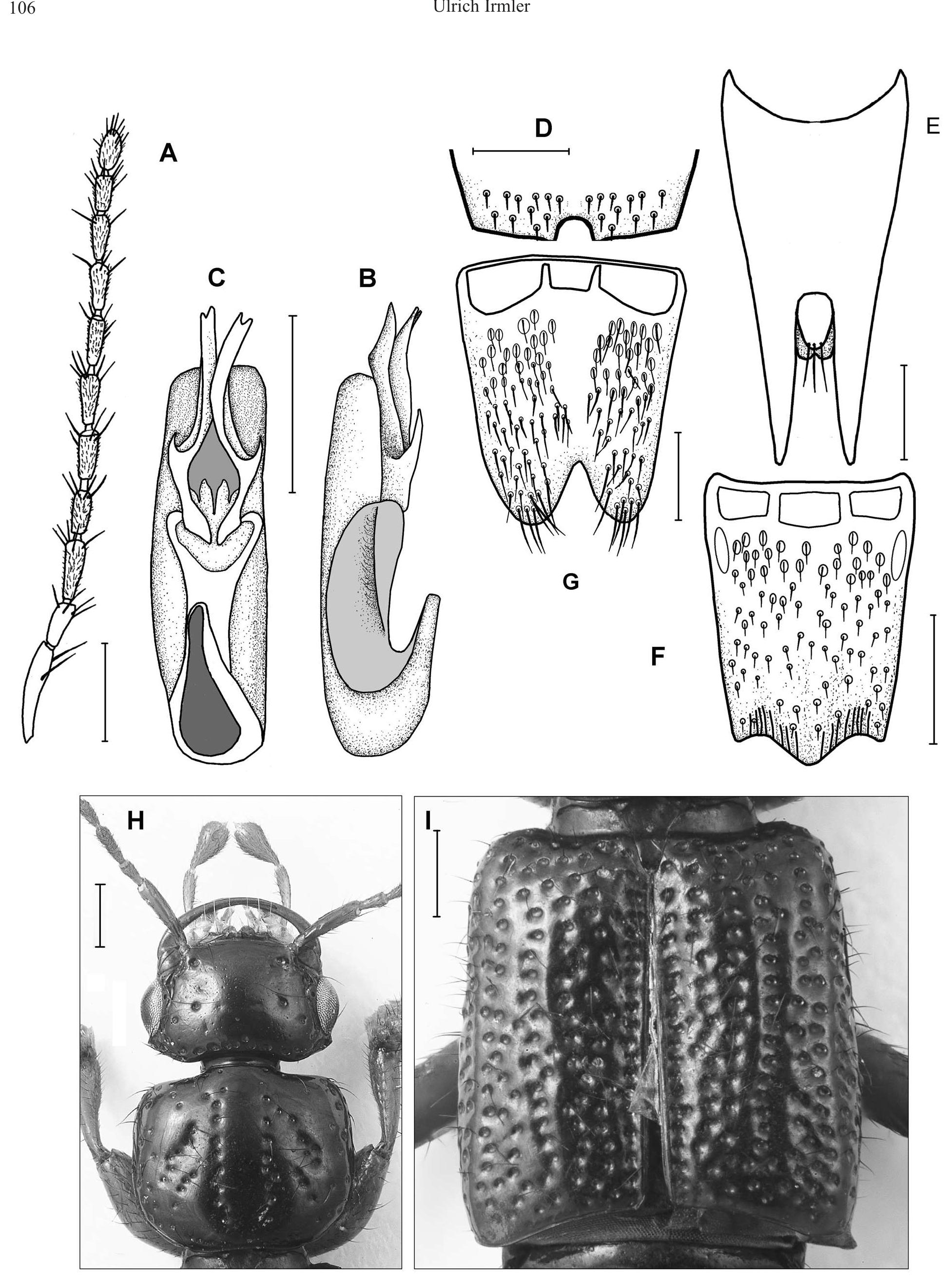 Neolindus pastazae; antennae (a), aedeagus in lateral (b)
