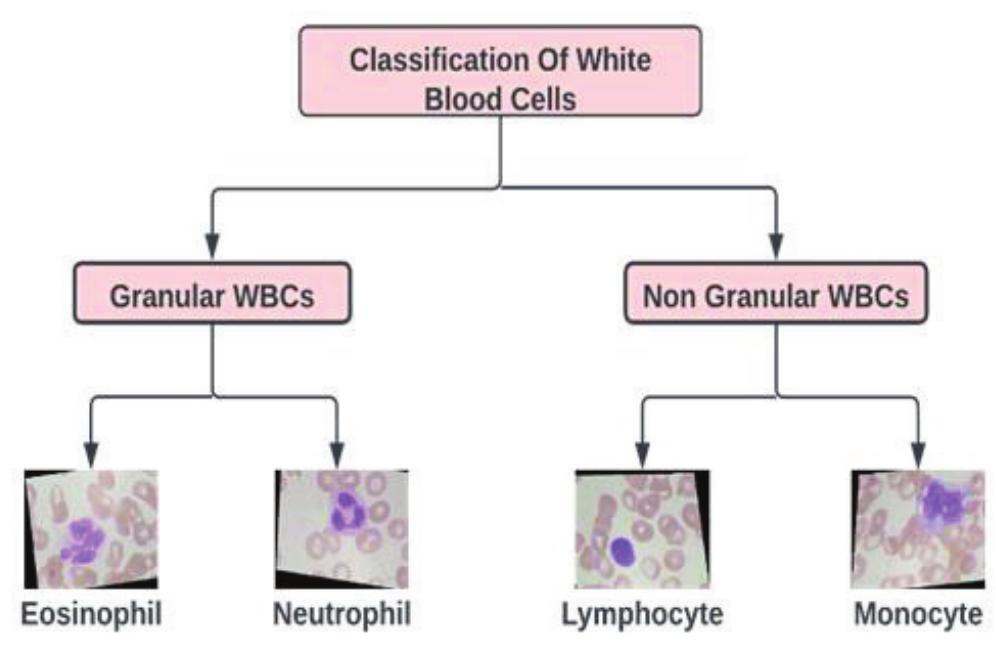 Structure of classification of wbcs lobed nucleus with large