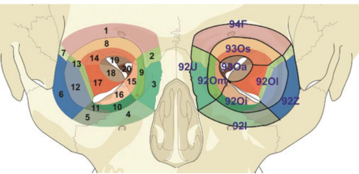 Orbital structure and fracture mapping. the left and right
