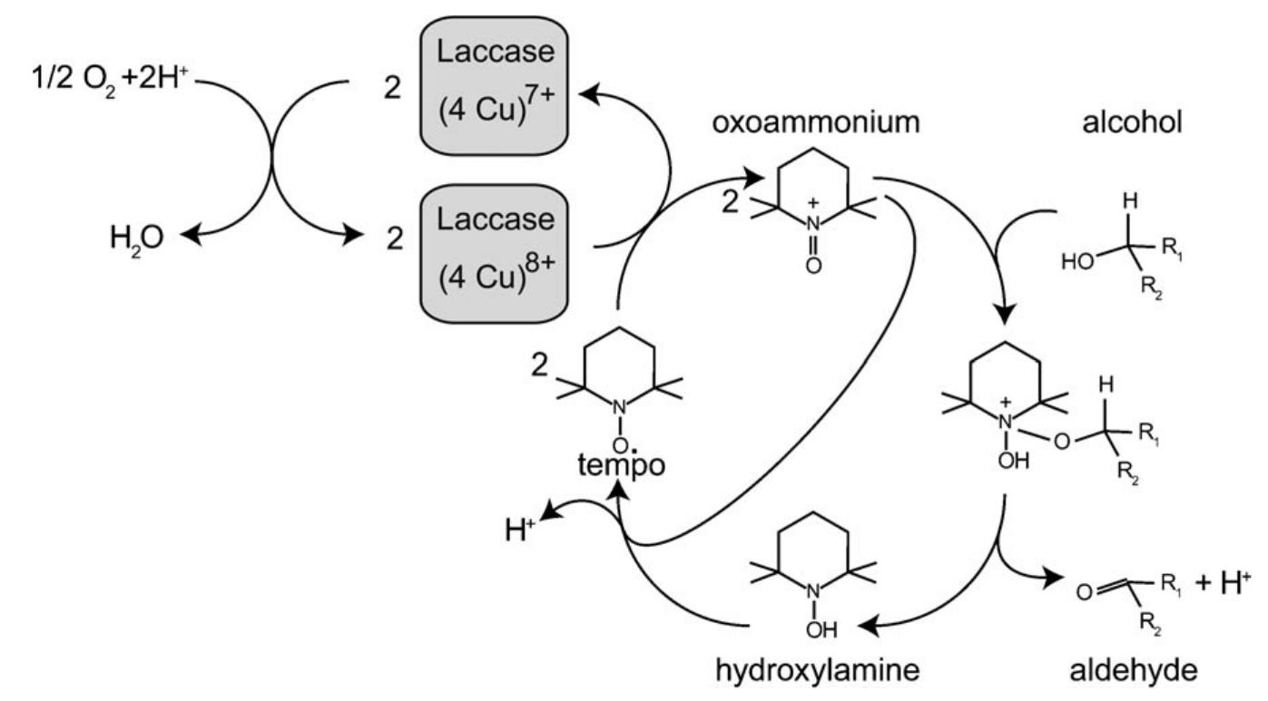 Proposed reaction mechanism of primary alcohol oxidation by