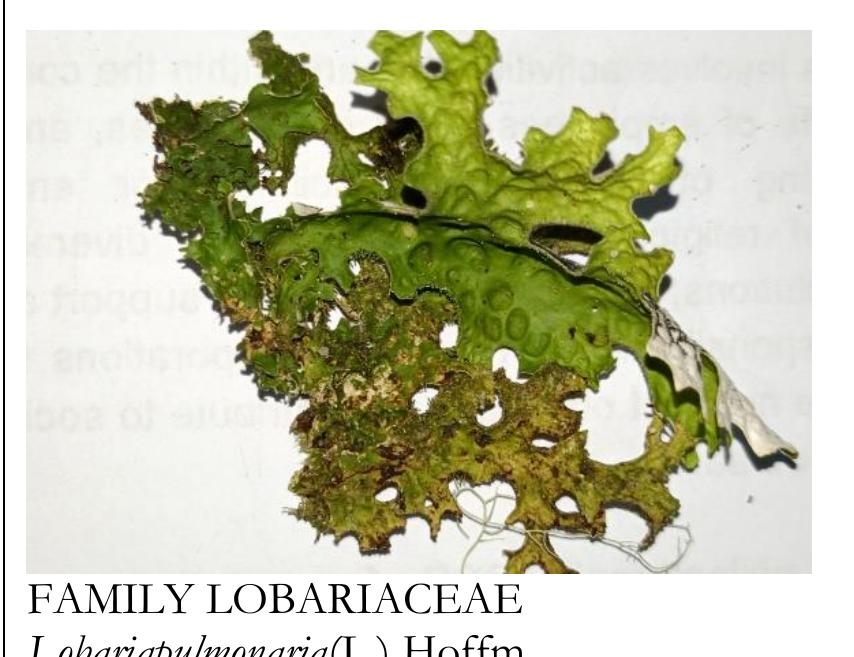 Figure 3 - Species Richness of Macrolichens in Mt. Sapinit,