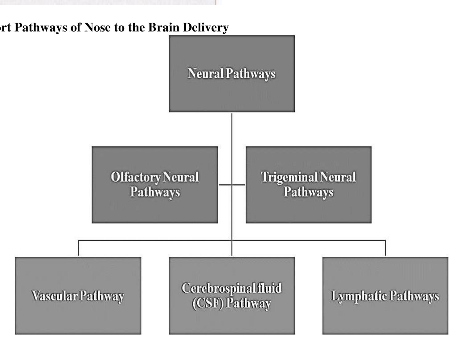 Olfactory pathway can bedistributed from the csf to brain by
