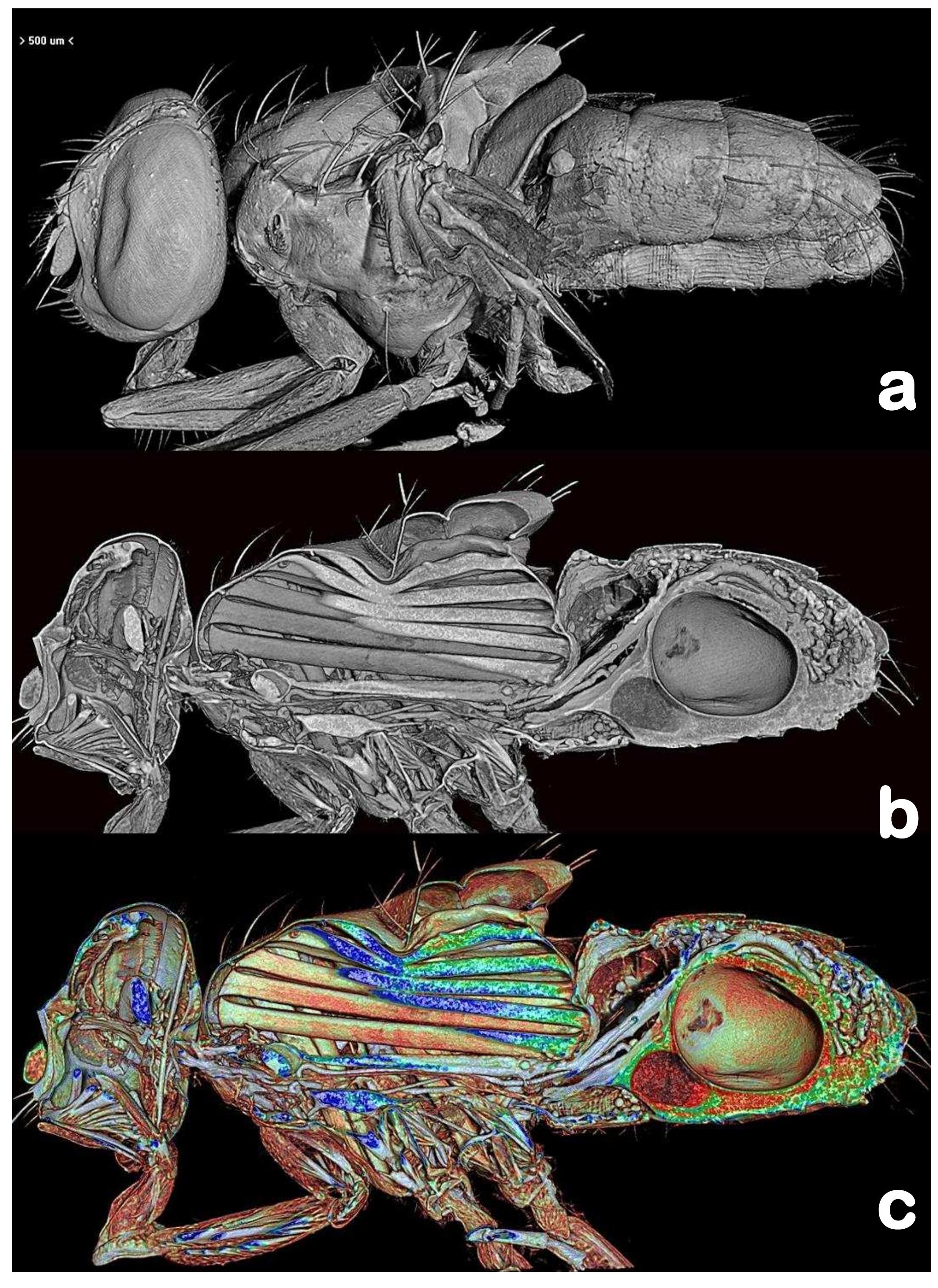 (PDF) Study of the anatomy of the common housefly Musca domestica ...