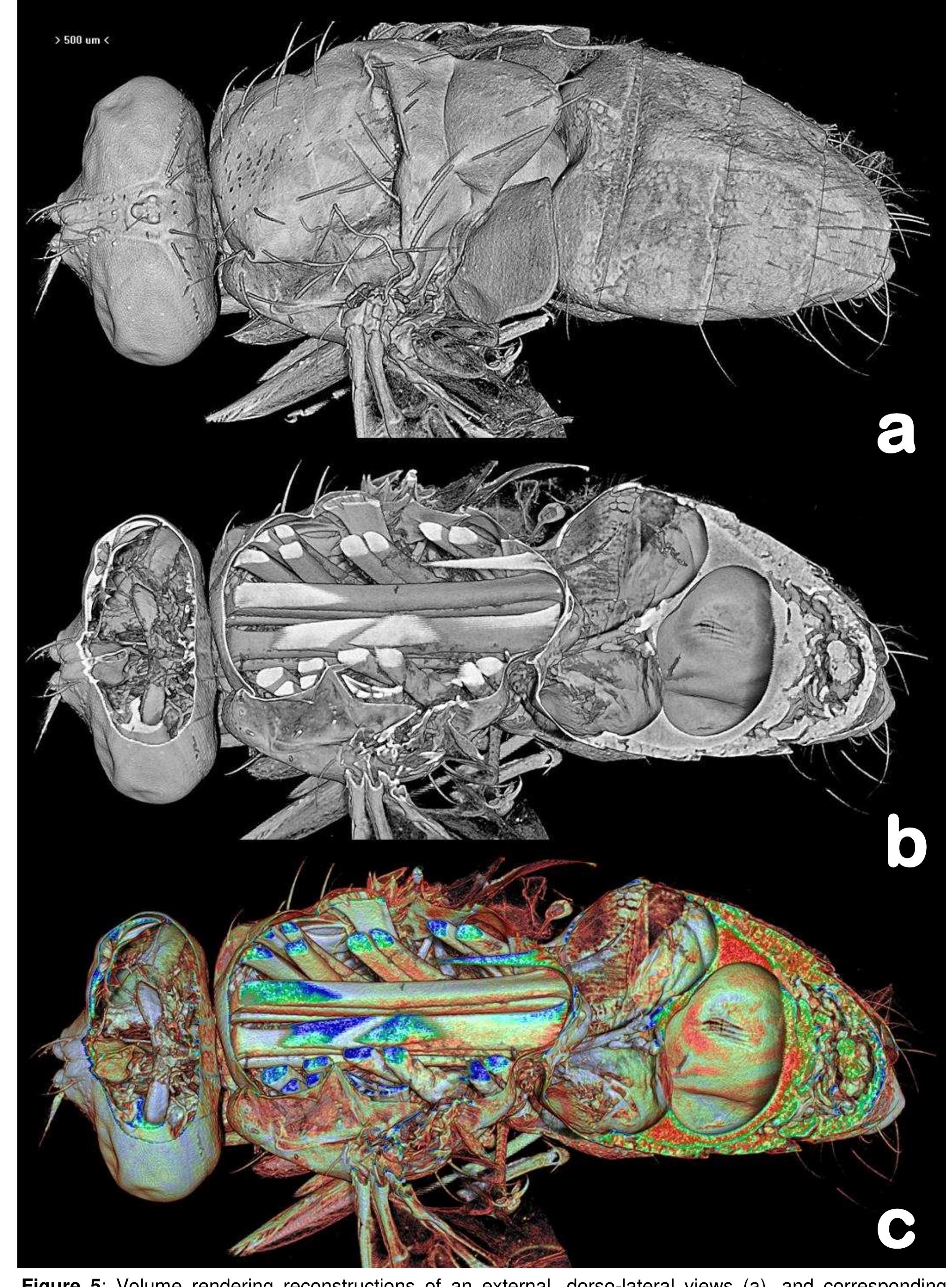Figure 5 - Study of the anatomy of the common housefly Musca