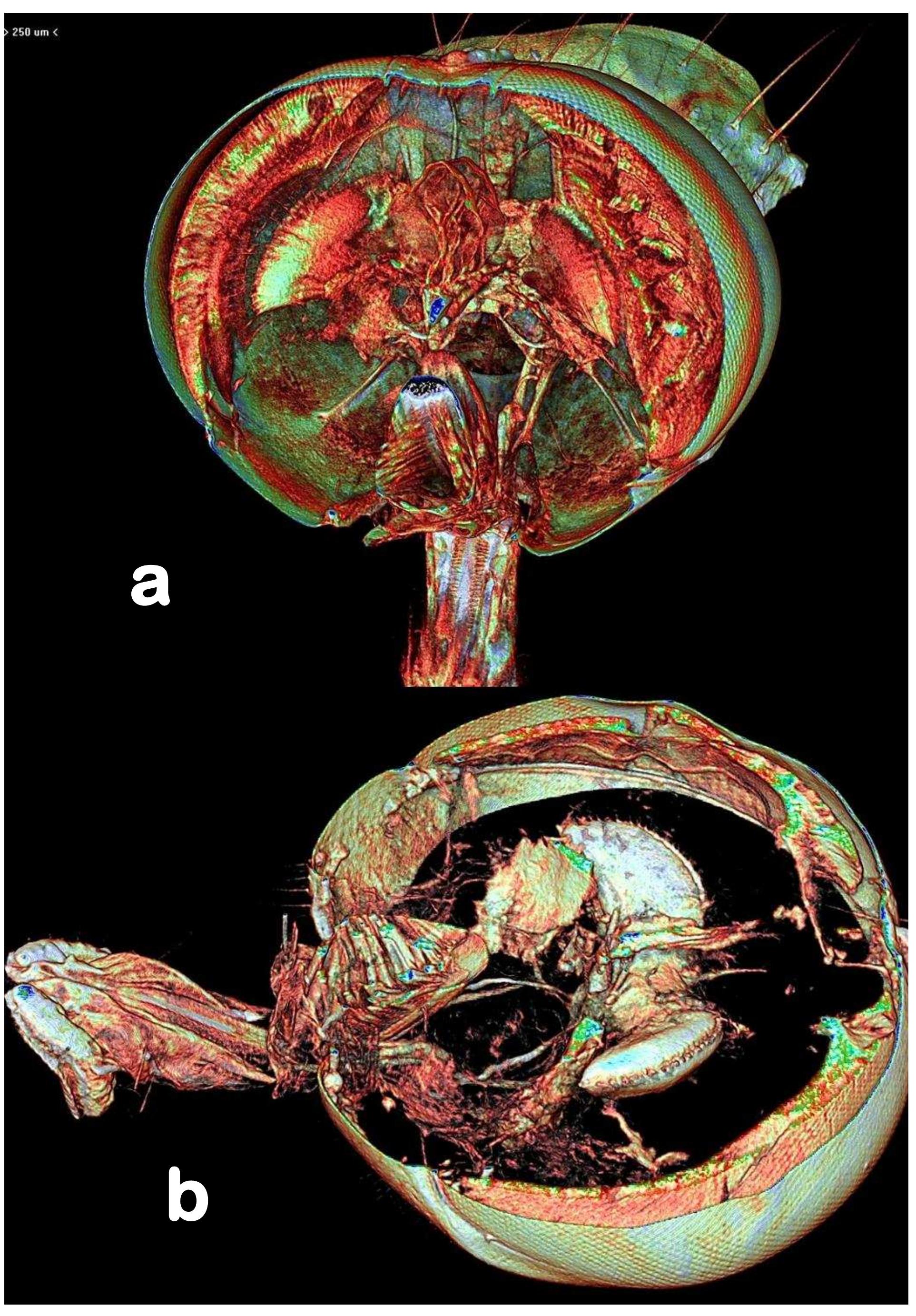 (PDF) Study of the anatomy of the common housefly Musca domestica ...