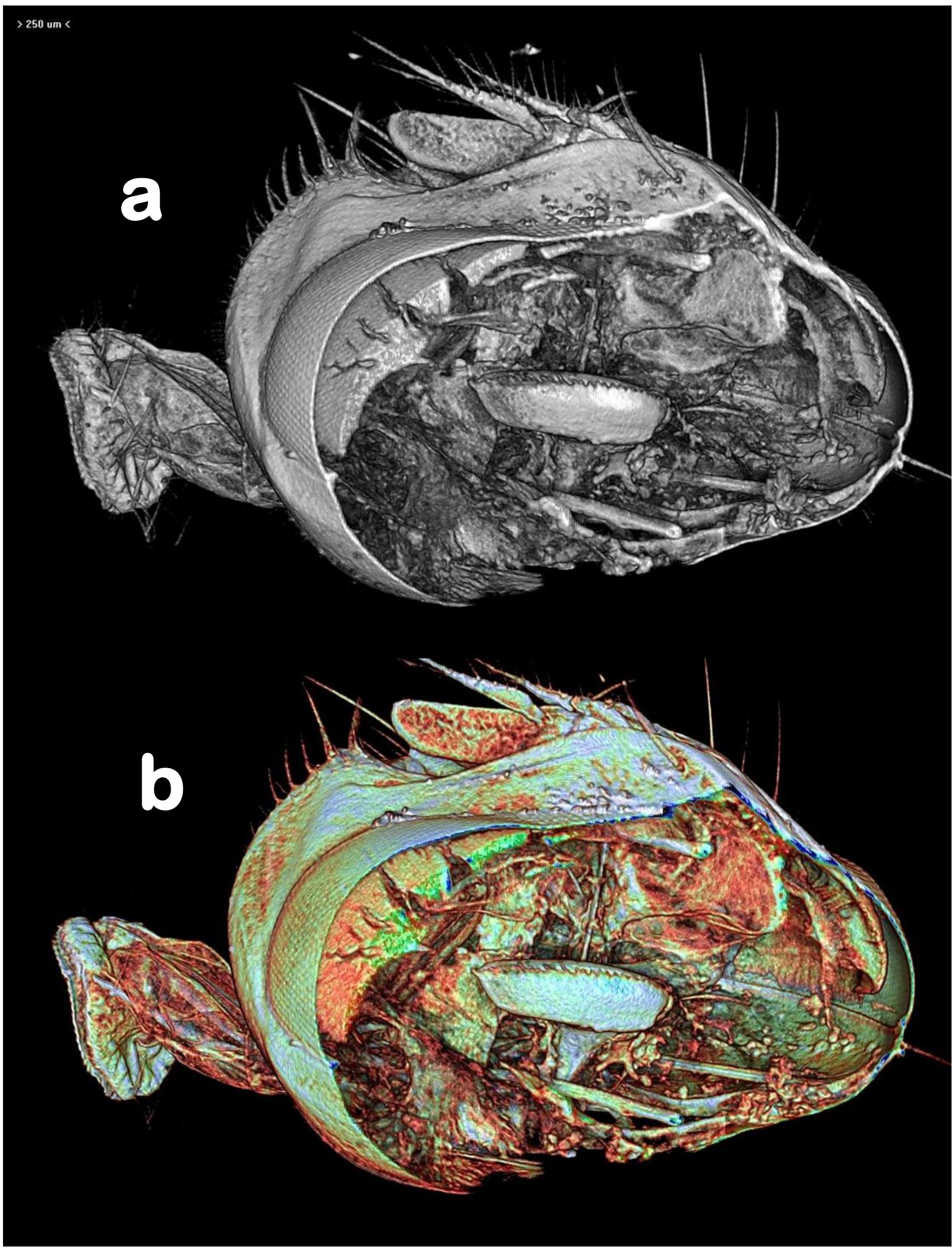 (PDF) Study of the anatomy of the common housefly Musca domestica ...