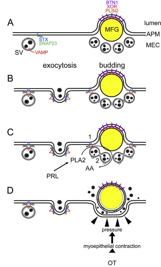 Potential mechanism for the coupling of exocytosis and