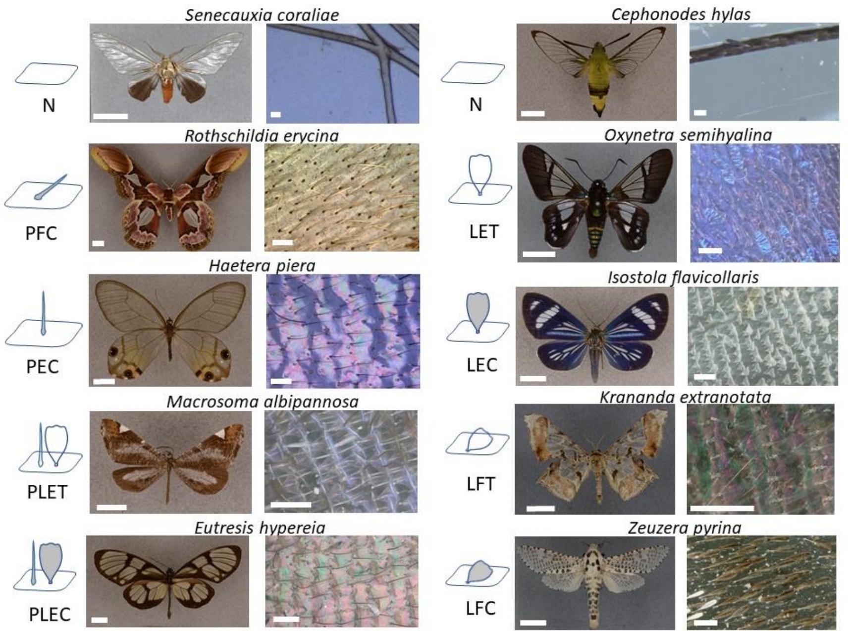 Examples of structural strategies in clearwing butterflies.