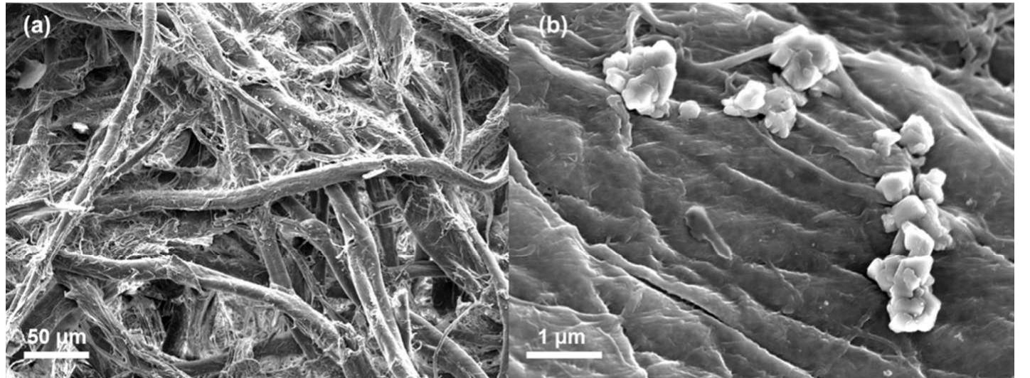 The ft-ir spectrum of cell-edta having sequestered pb(ii)