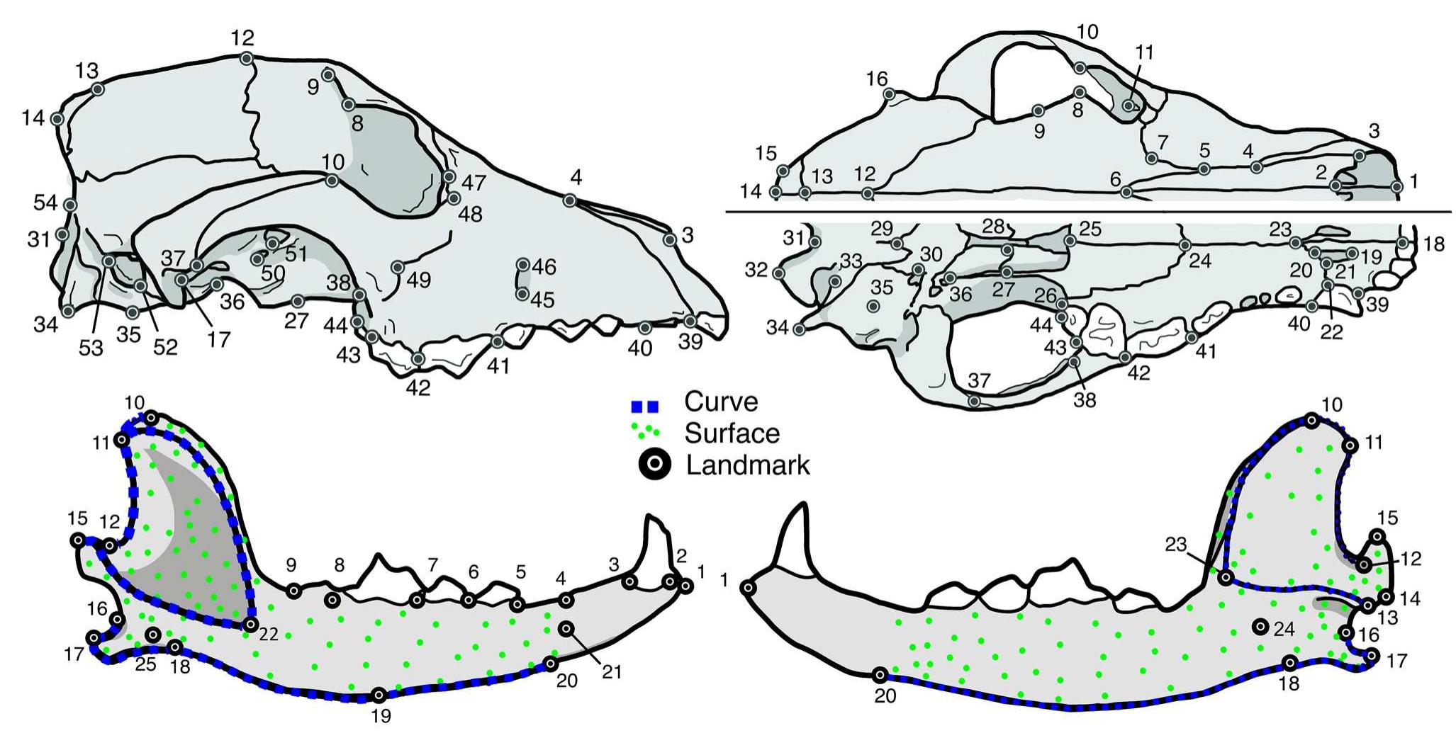 Landmarks used in this study, illustrated in dorsal, lateral