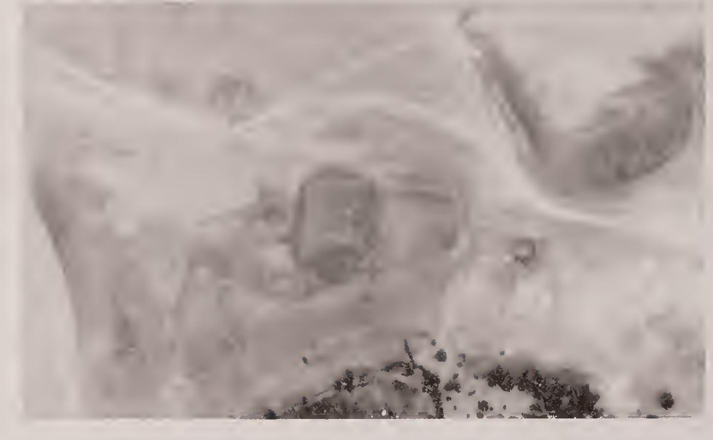 Fic. 55. 1969 air photo of shaura. sunken circular court 24