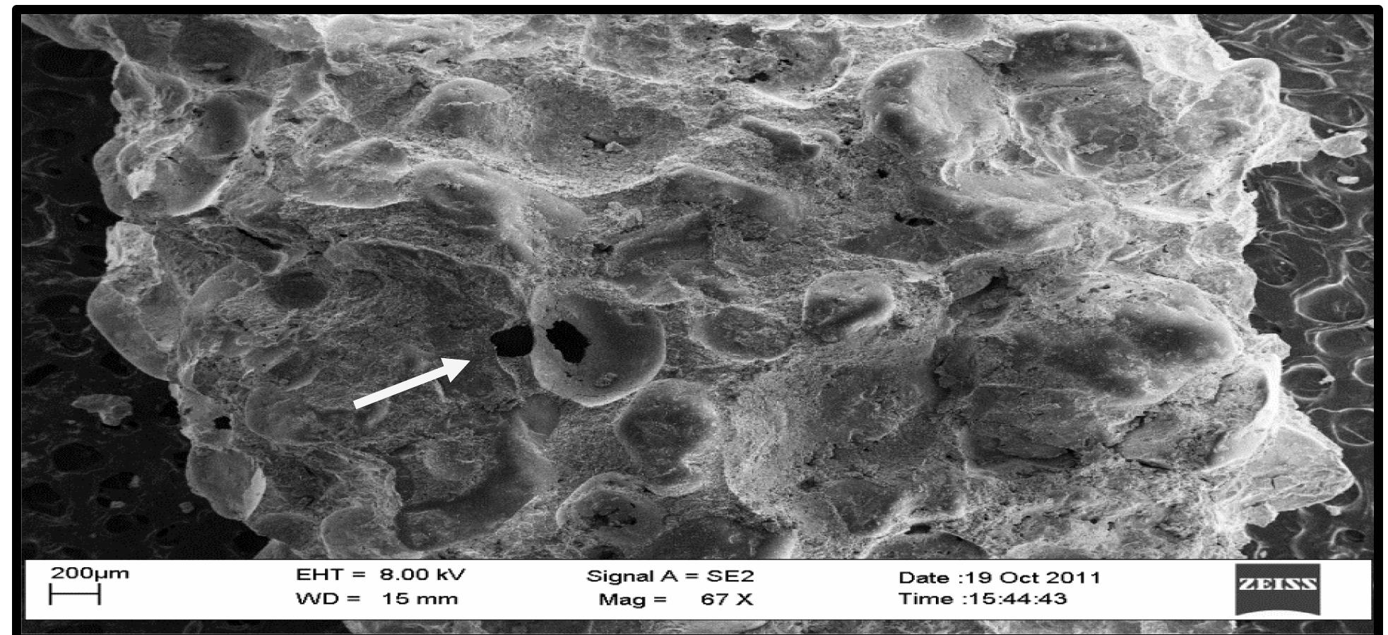 -39 sem photos of sf8a at 7-day