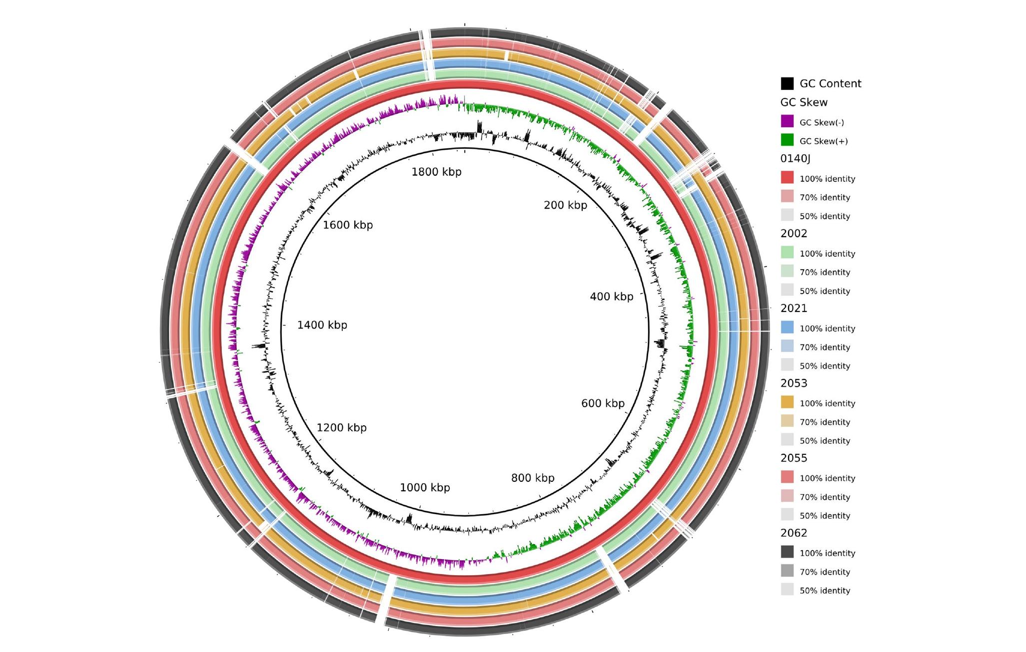 Circular representation of the s. uberis complete genomes.