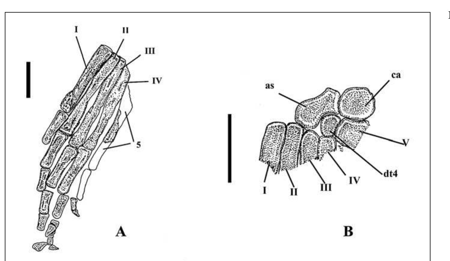 (PDF) A New Specimen of Tanystropheus (Reptilia Protorosauria) from the ...