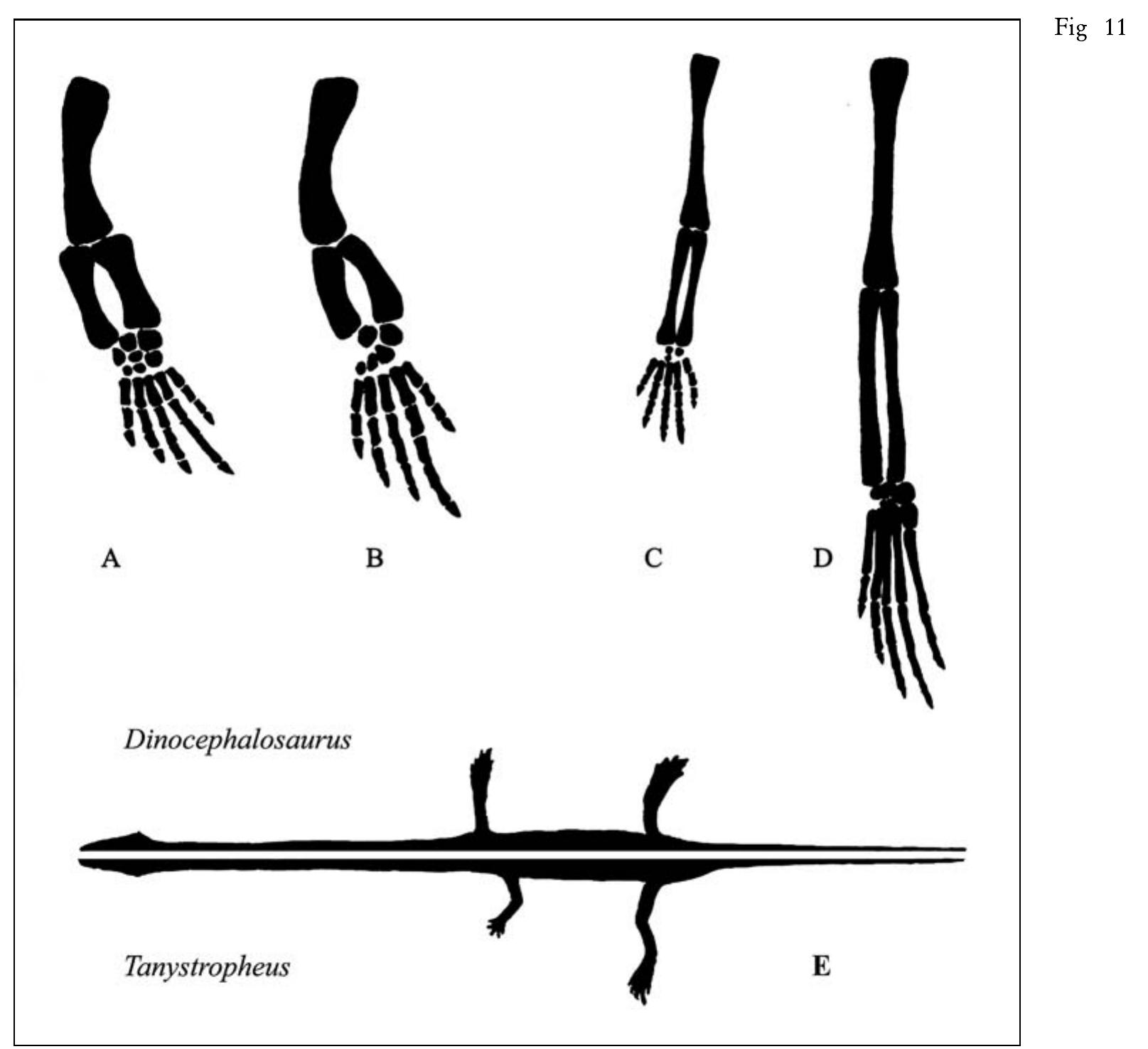 (PDF) A New Specimen of Tanystropheus (Reptilia Protorosauria) from the ...