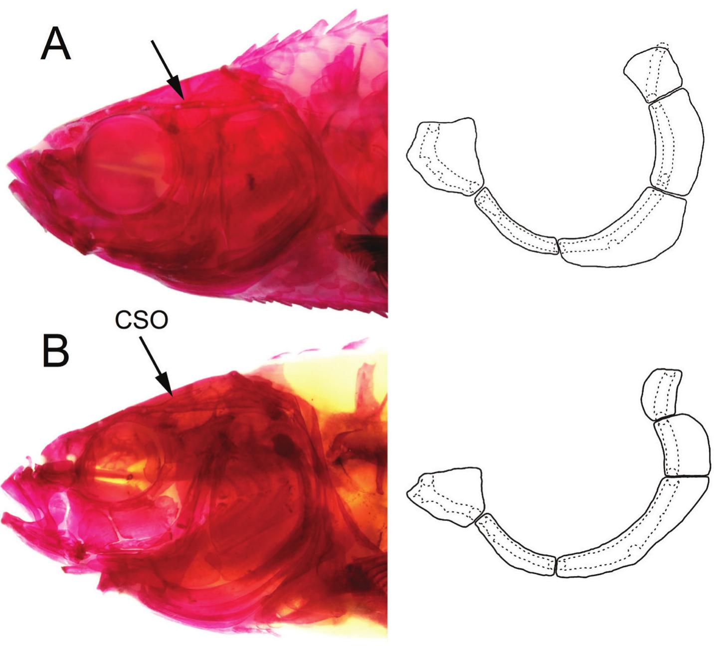 Figure 9 - A new species of Enteromius (Actinopterygii,