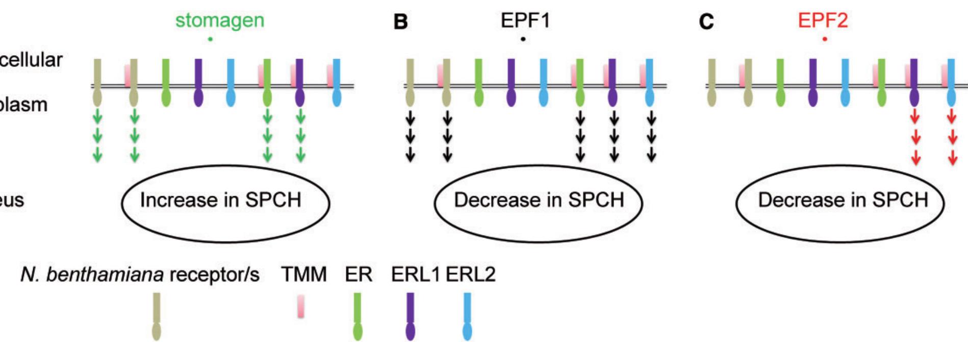 A model for the action of epf1, epf2 and stomagen peptides