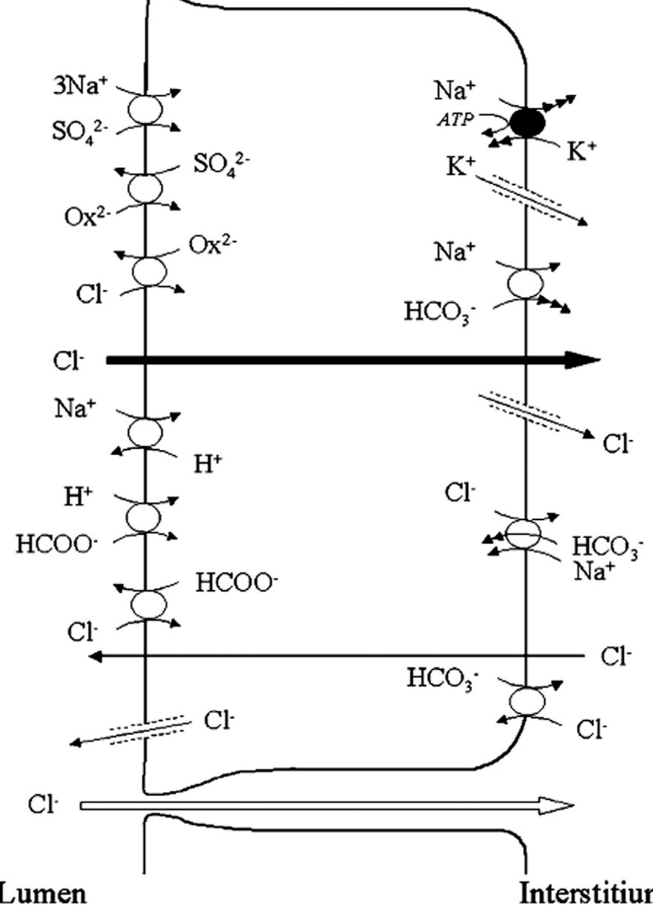 Figure 1 - from Chloride: The queen of electrolytes?