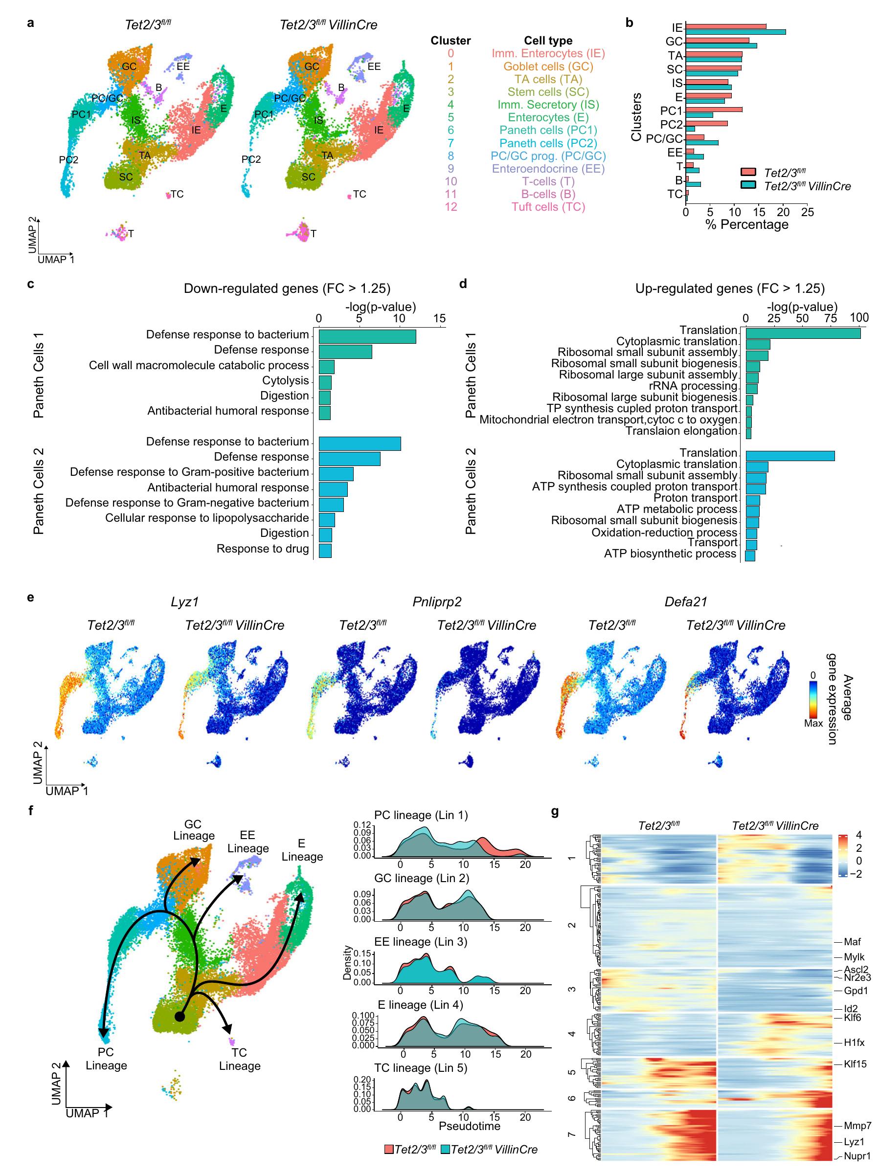 | single-cell rna sequencing analysis of tet2/3“ and tet2/3™
