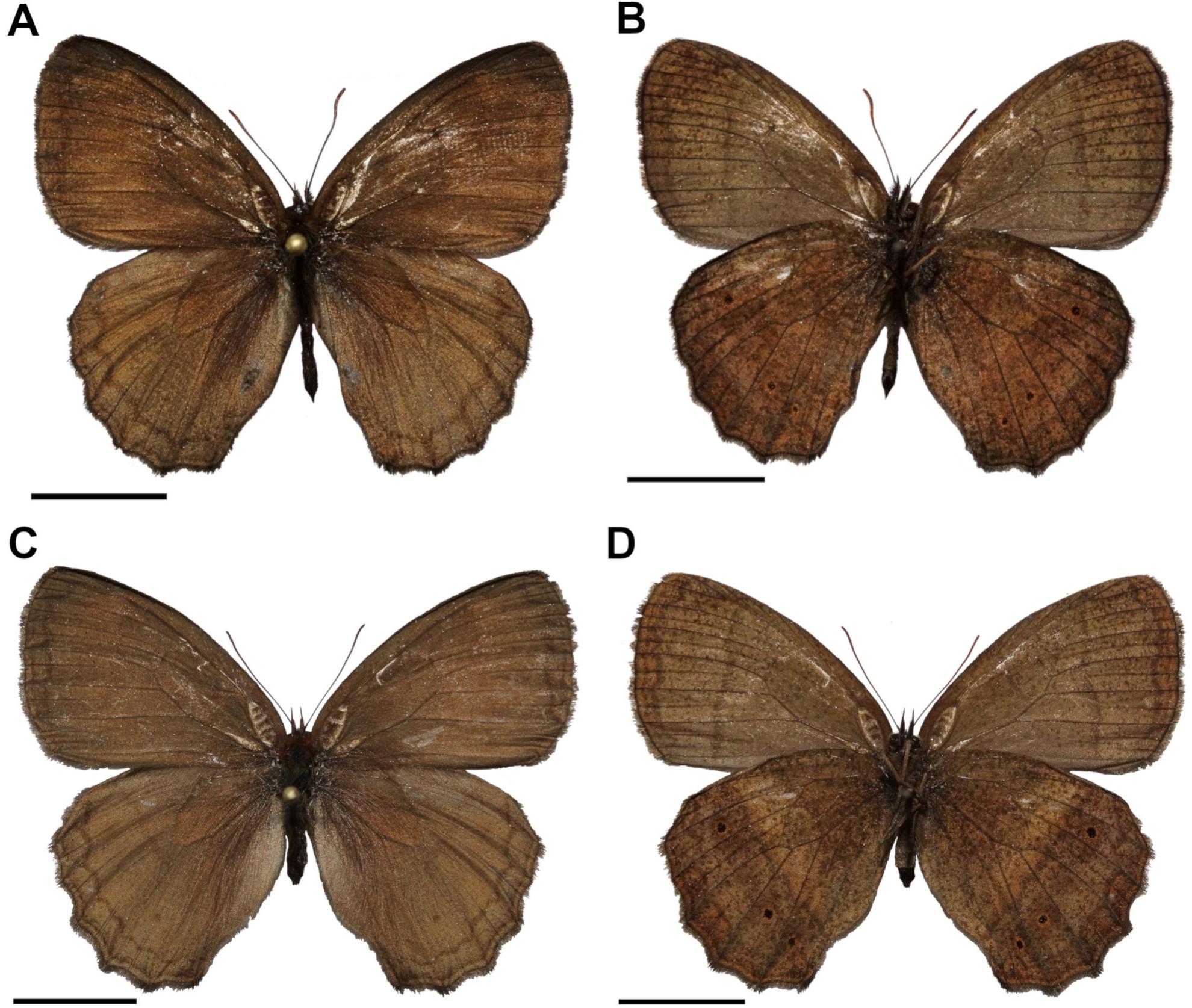A, b. holotype male (dorsal, ventral) and c, d. allotype