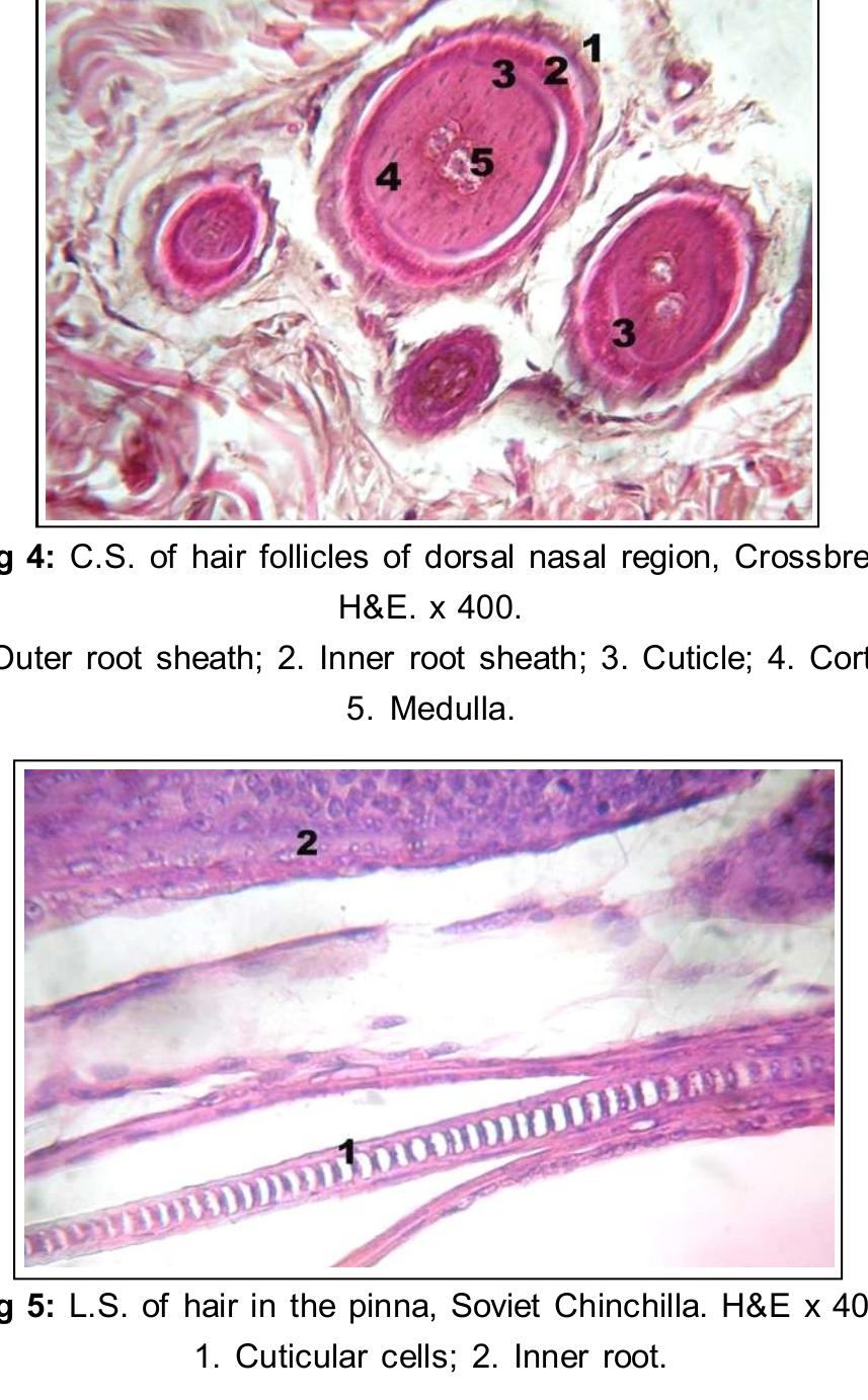 Figure 5 - Histology of Hair Follicles in Different Breeds