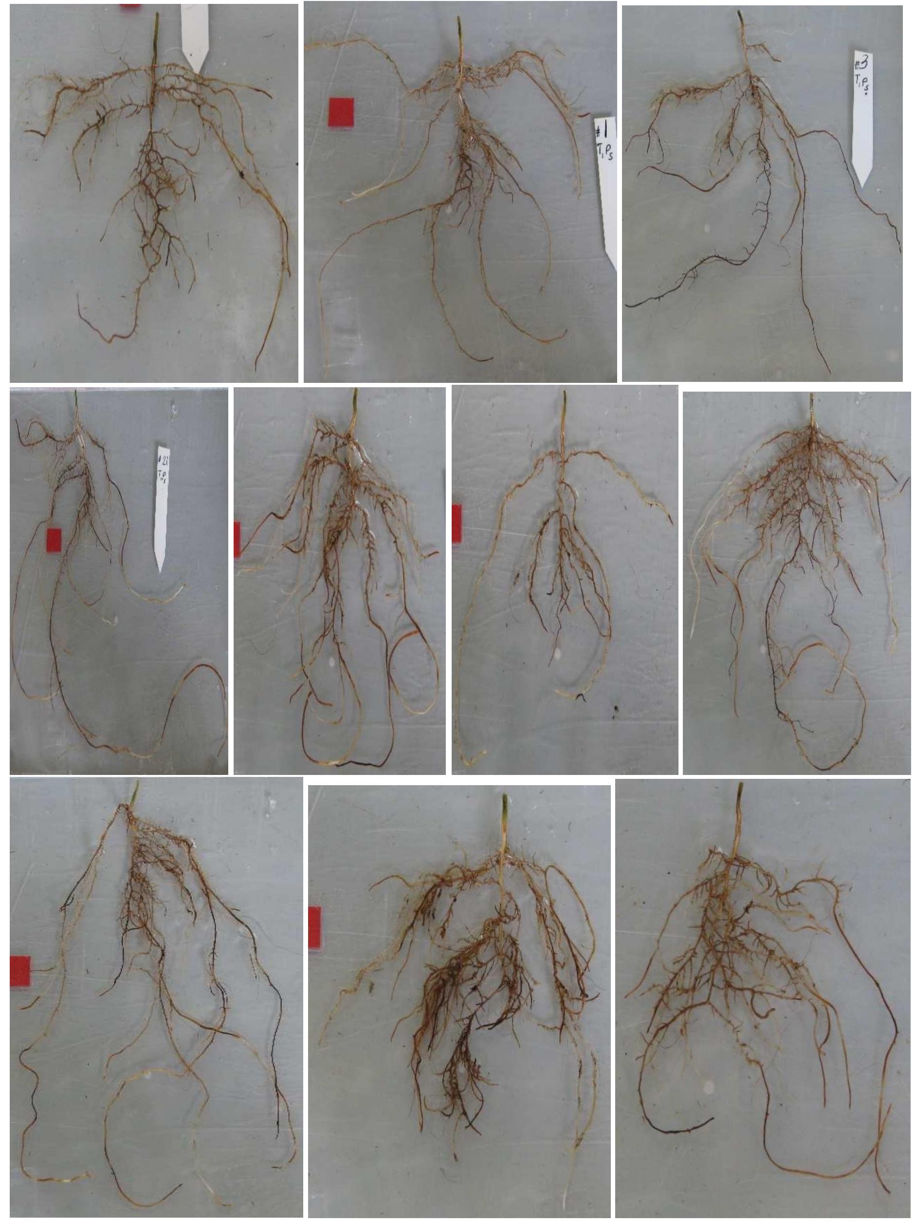 Pictures of p. abies seedling the root system grown under
