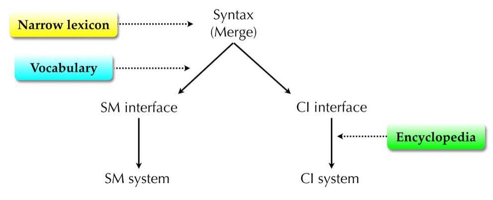 The structure of grammar in distributed morphology (adapted