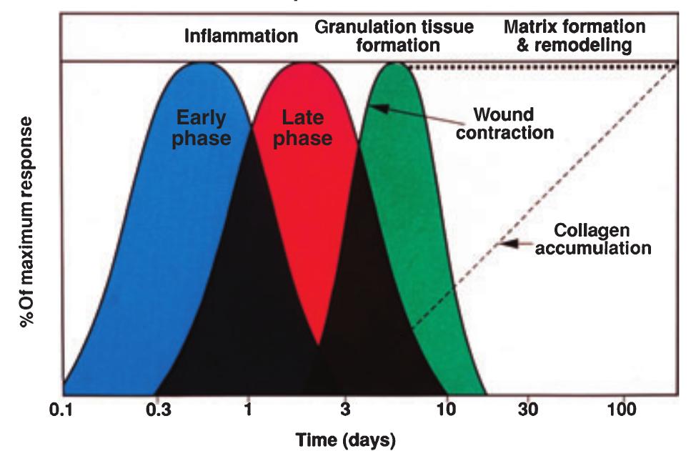 Phases of wound healing (epidermal incisional wounds),