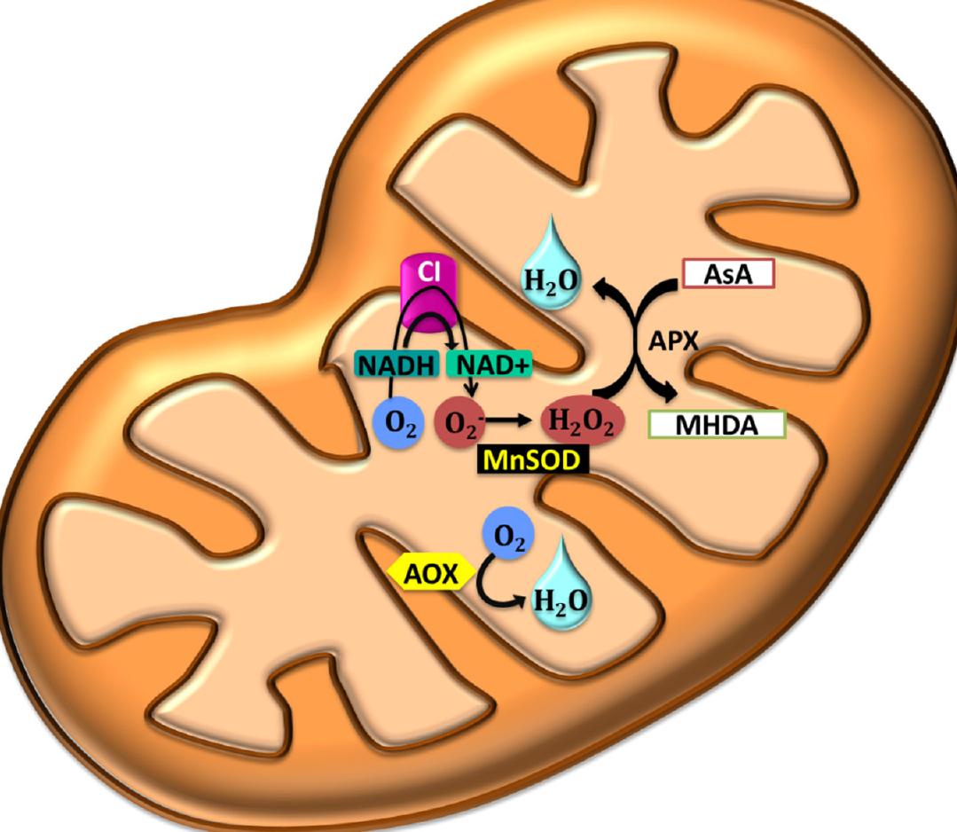 The process of redox in the mitochondria. any form of stress